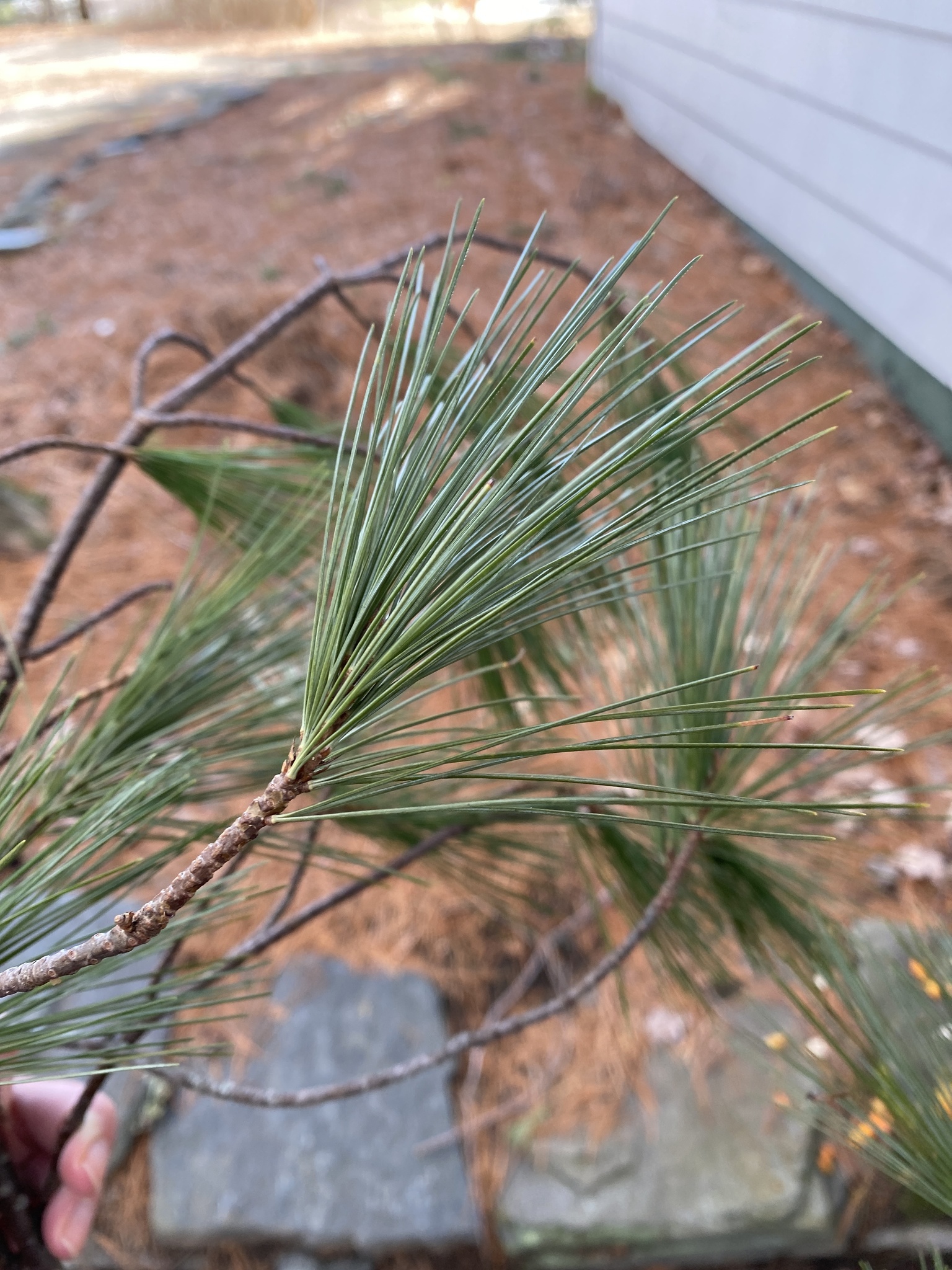Pinus strobus L.