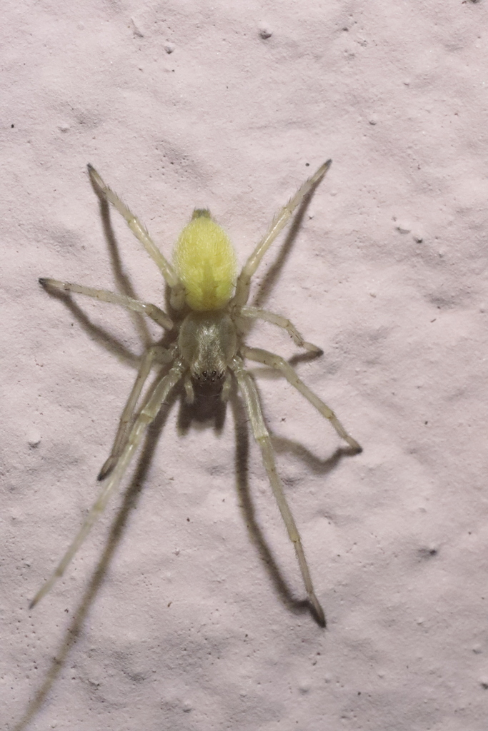 Northern Yellow Sac Spider from Poppendorf, Österreich on January 1 ...