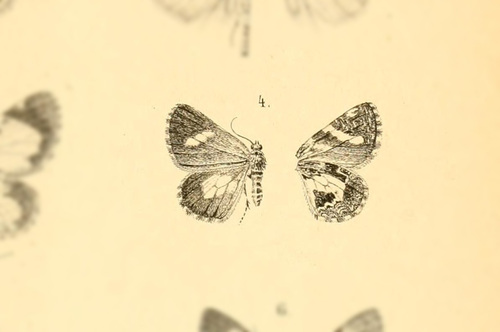 Erateina subjunctaria · iNaturalist