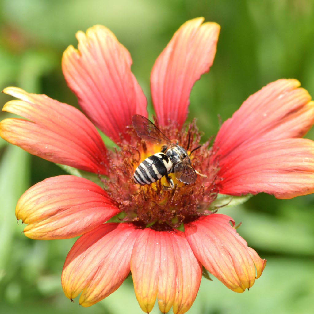 Lunate Longhorn-cuckoo Bee from Norman, OK, USA on August 21, 2021 at ...