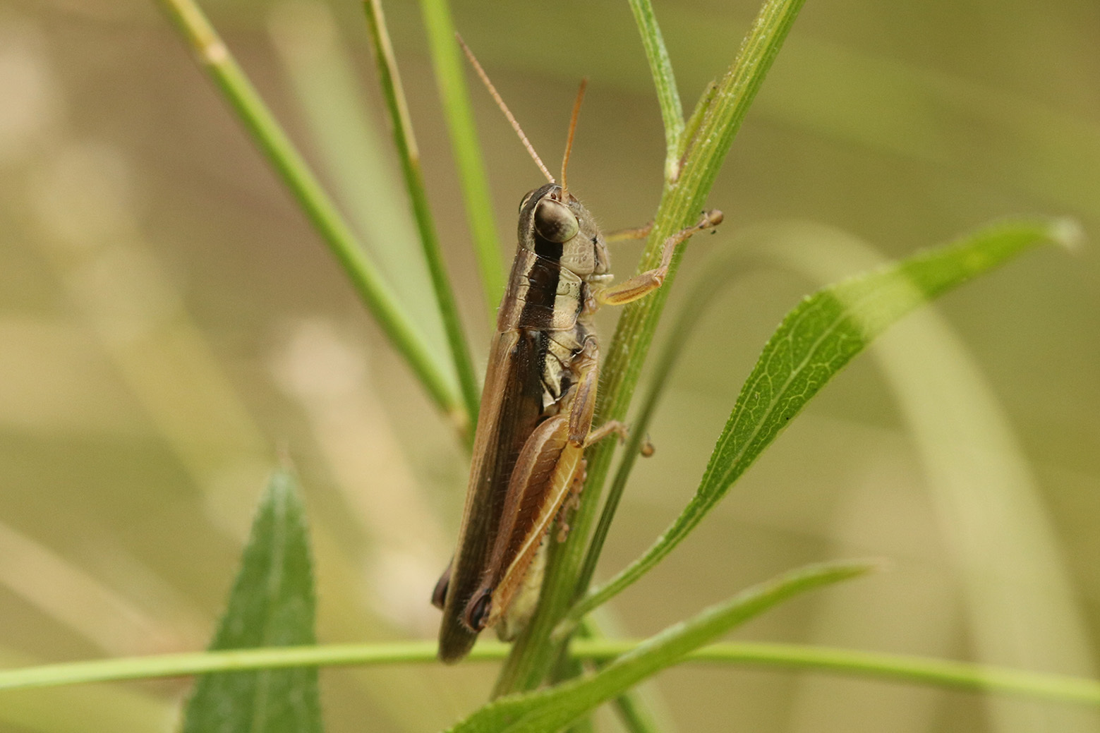 Acrididae