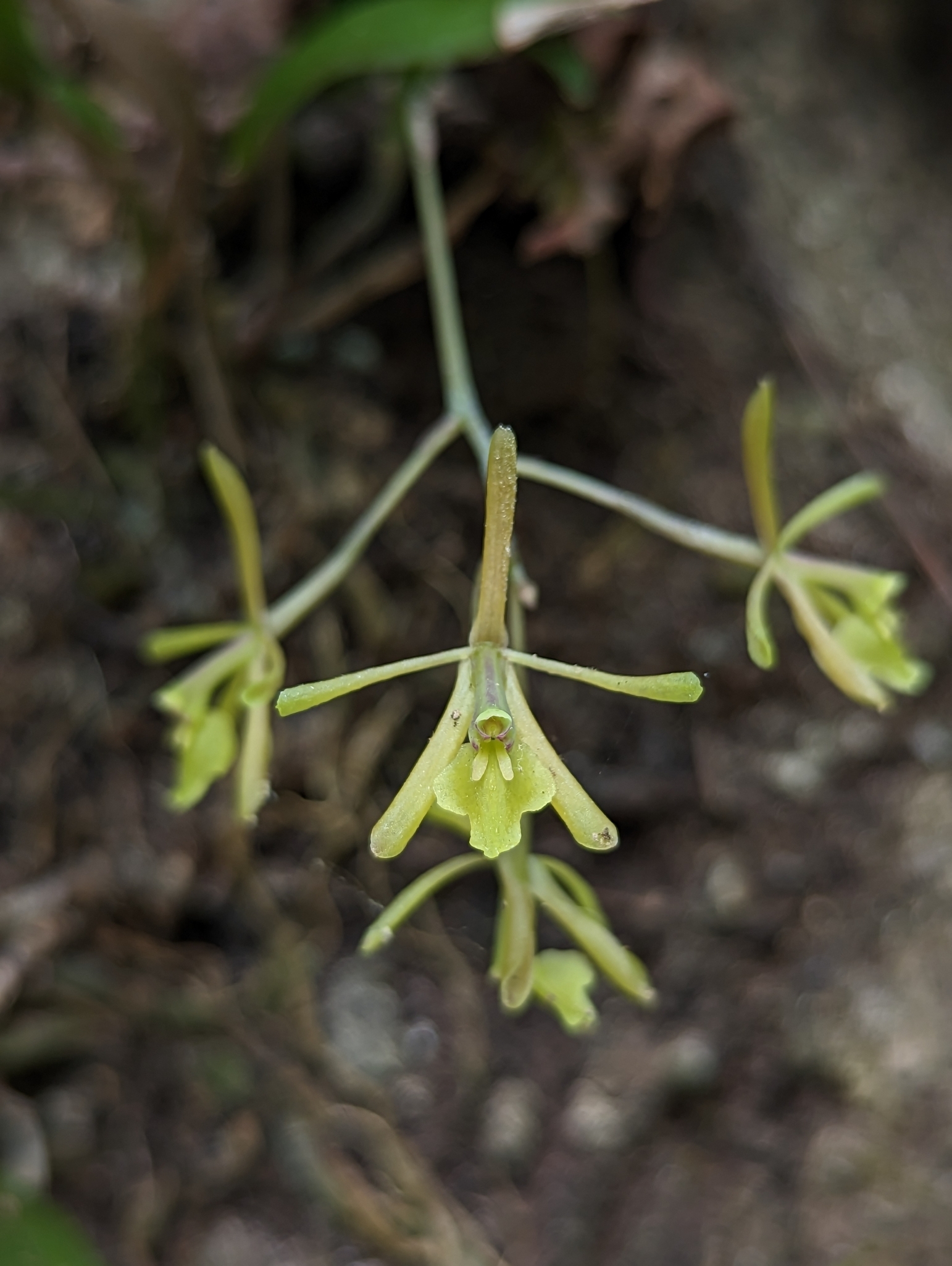 Epidendrum L.