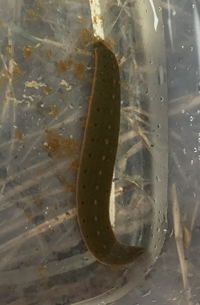 Macrobdella mimicus in December 2022 by jonathanhufford · iNaturalist