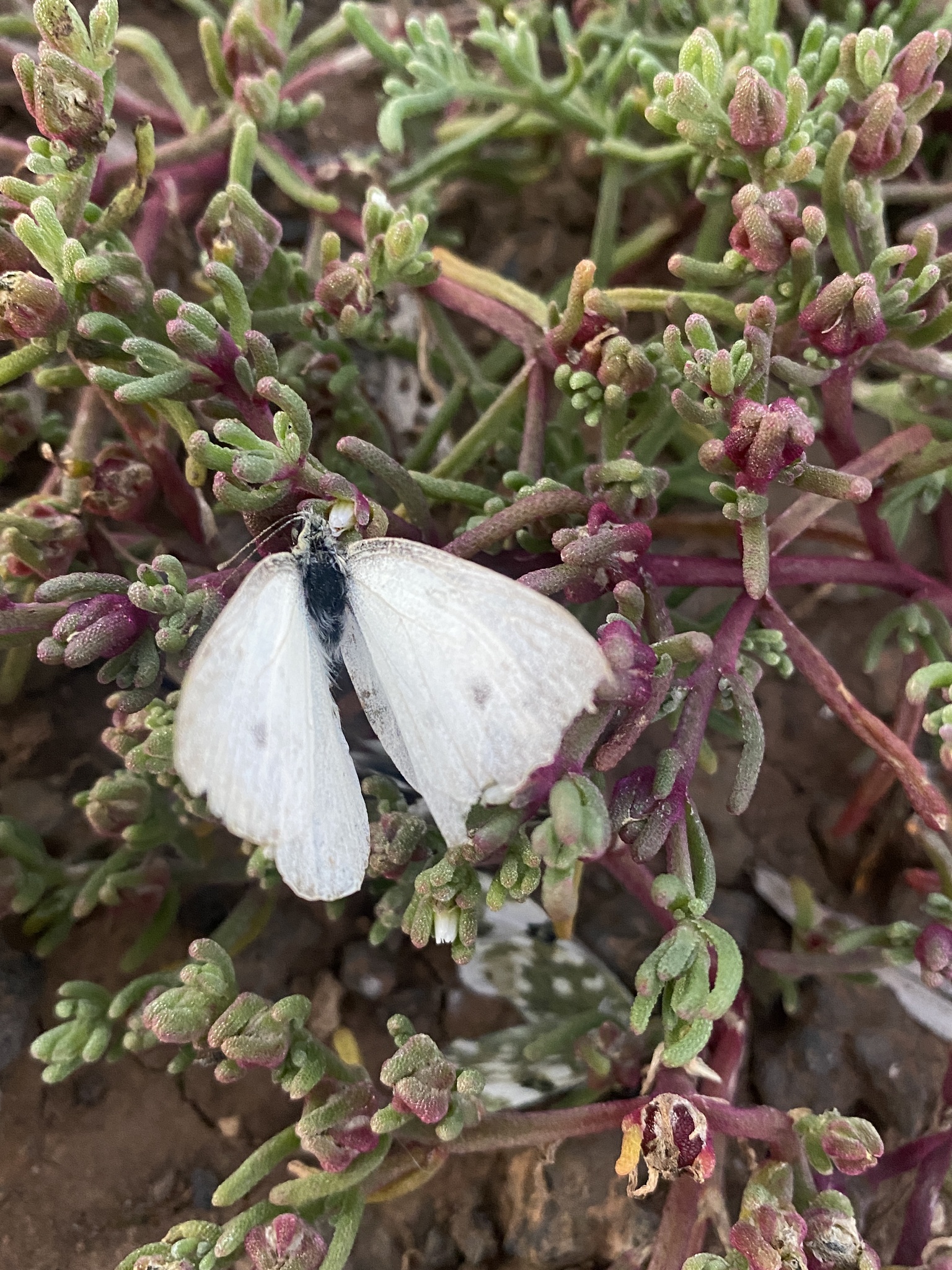 Pieris rapae (Linnaeus, 1758)