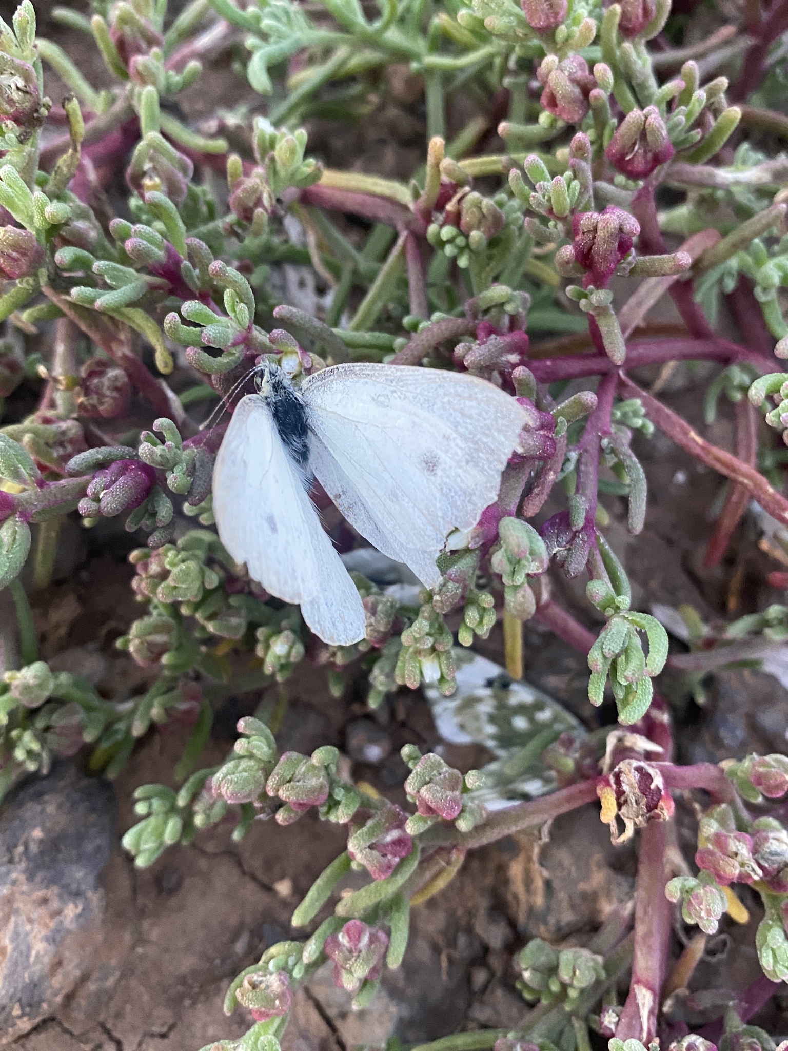 Pieris rapae (Linnaeus, 1758)