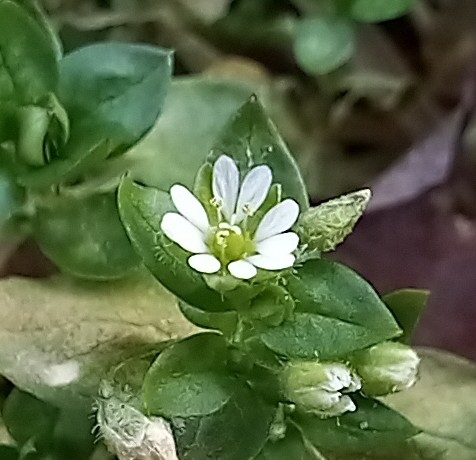 Stellaria L.