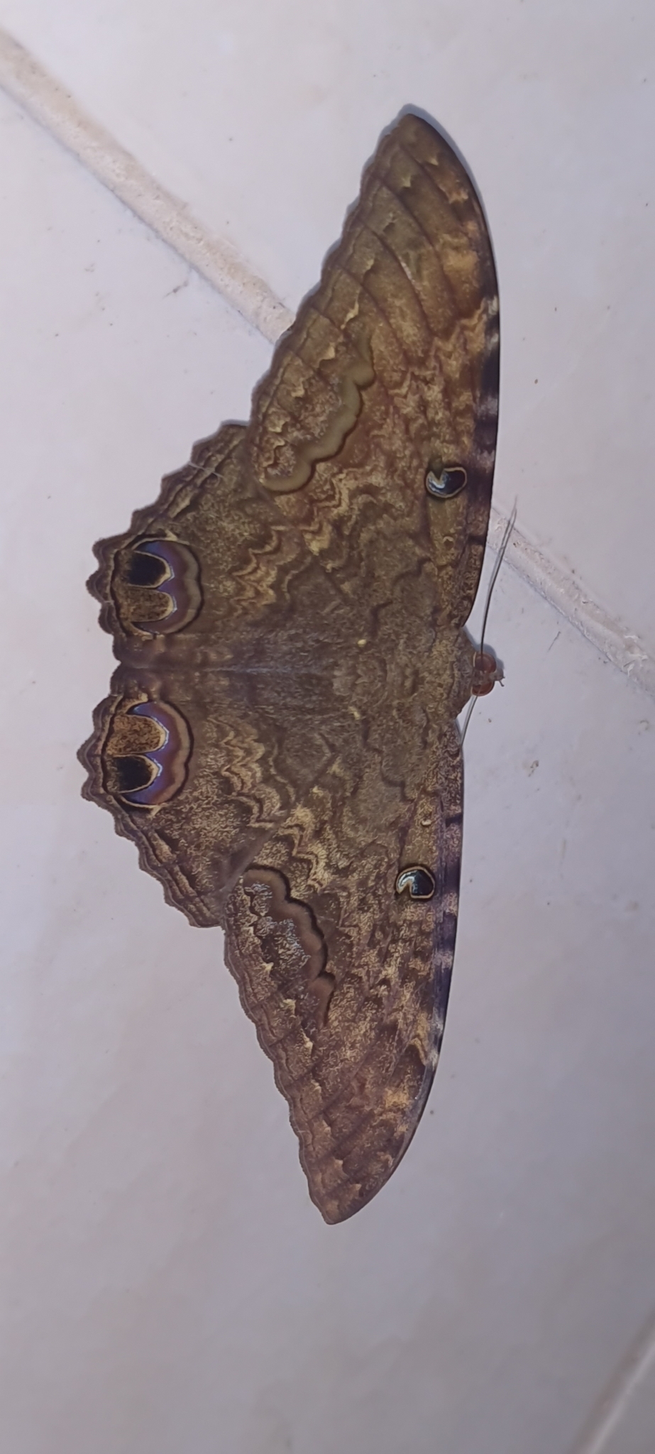 Ascalapha odorata (Linnaeus, 1758)