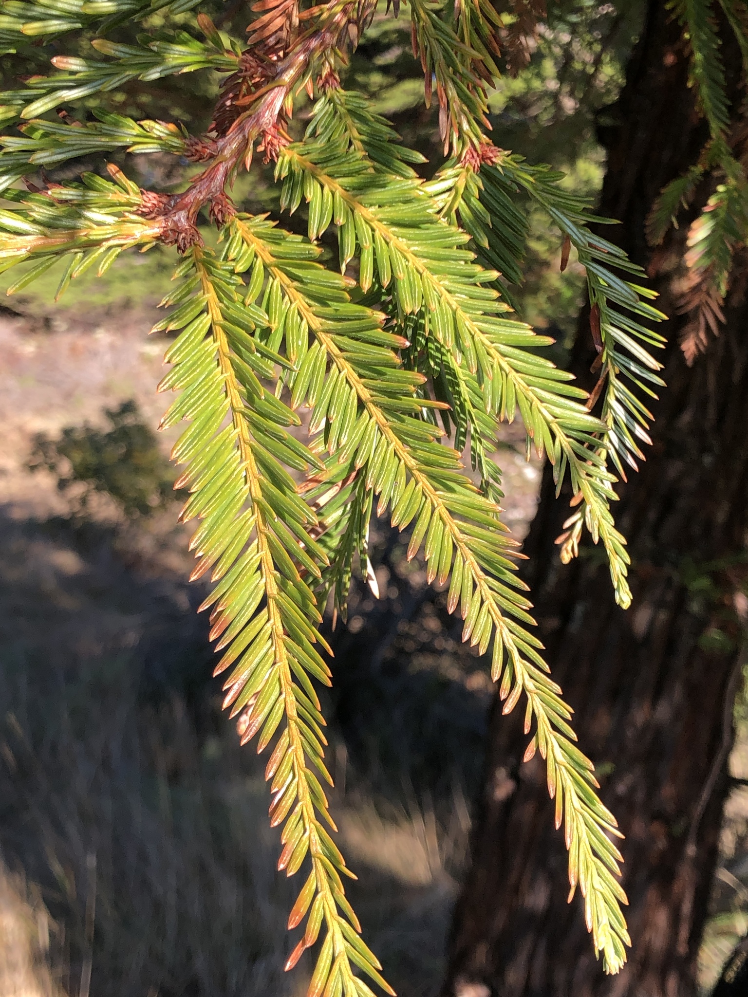 Sequoia sempervirens (D.Don) Endl.