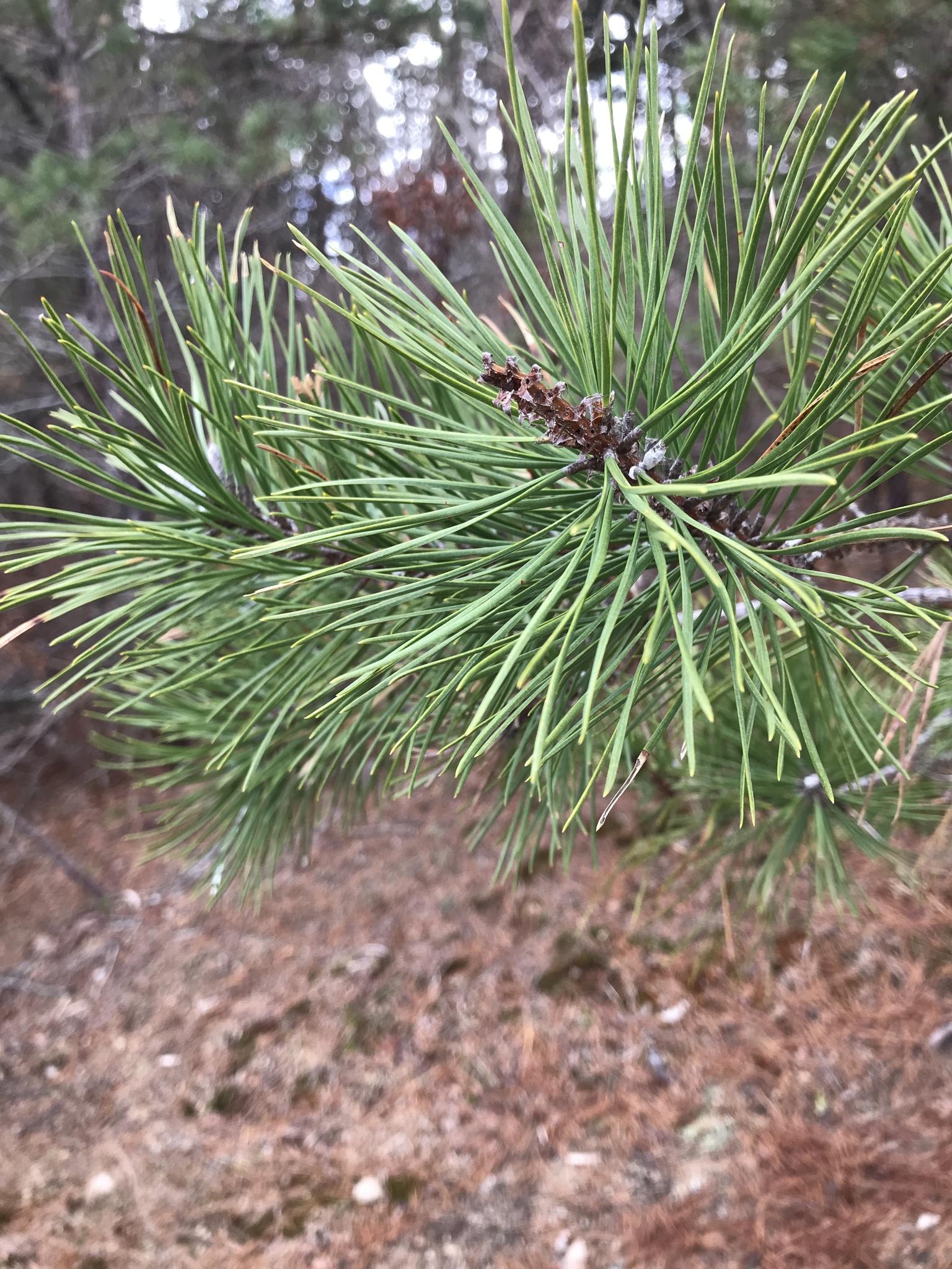 Pinus L.