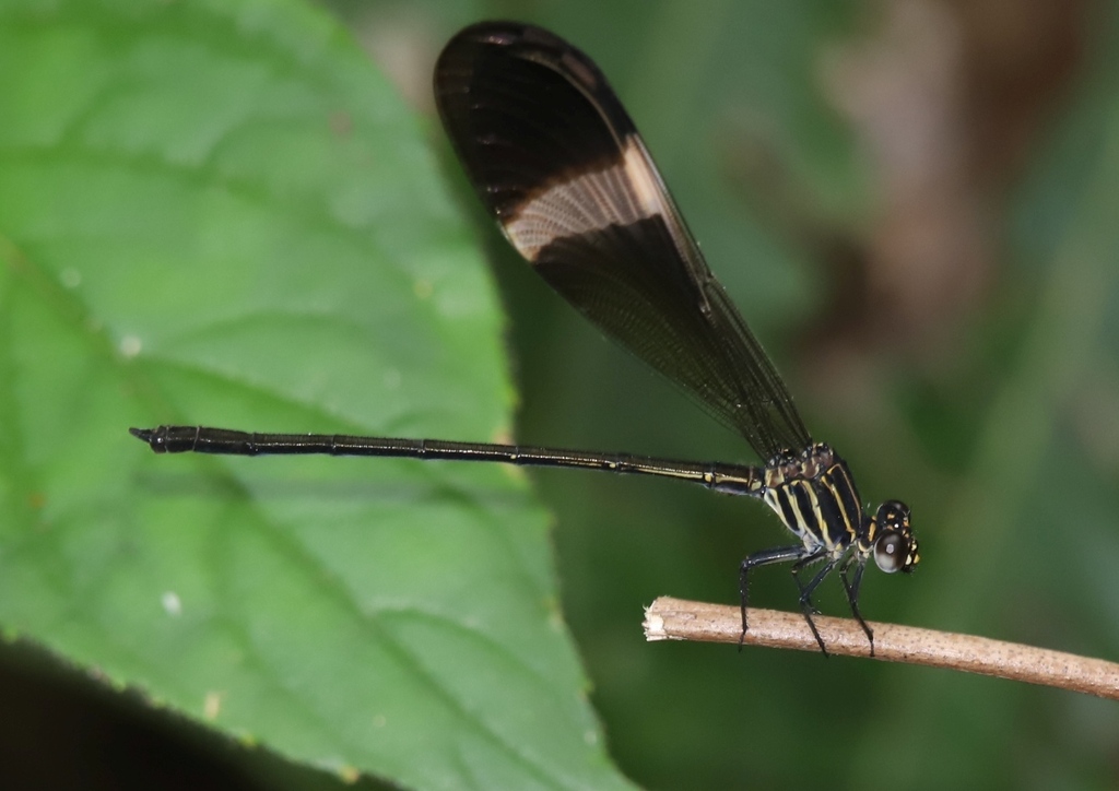 Polythore manua from Manú Province, Peru on November 7, 2022 at 03:06 ...
