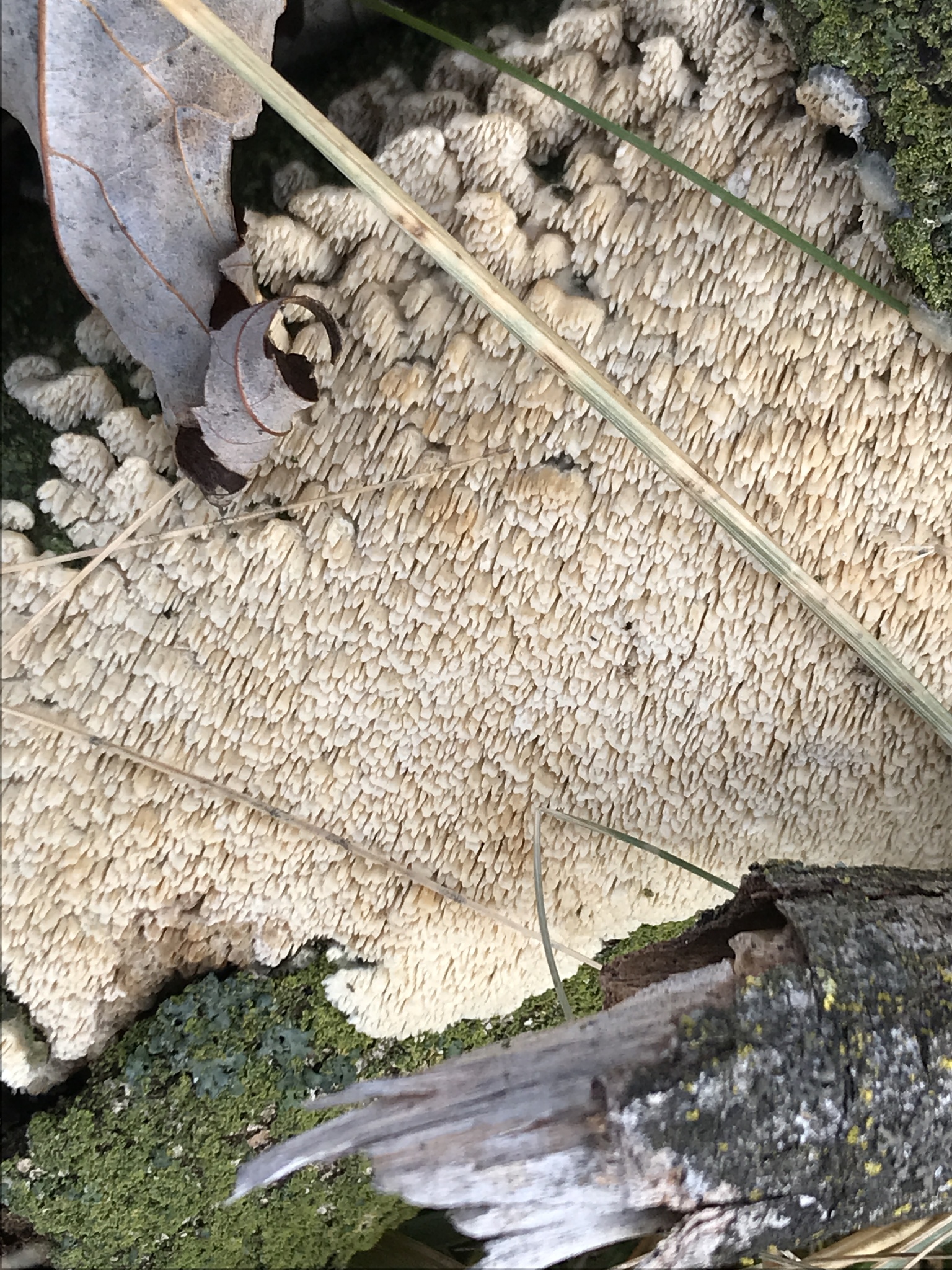 Irpex lacteus (Fr.) Fr.