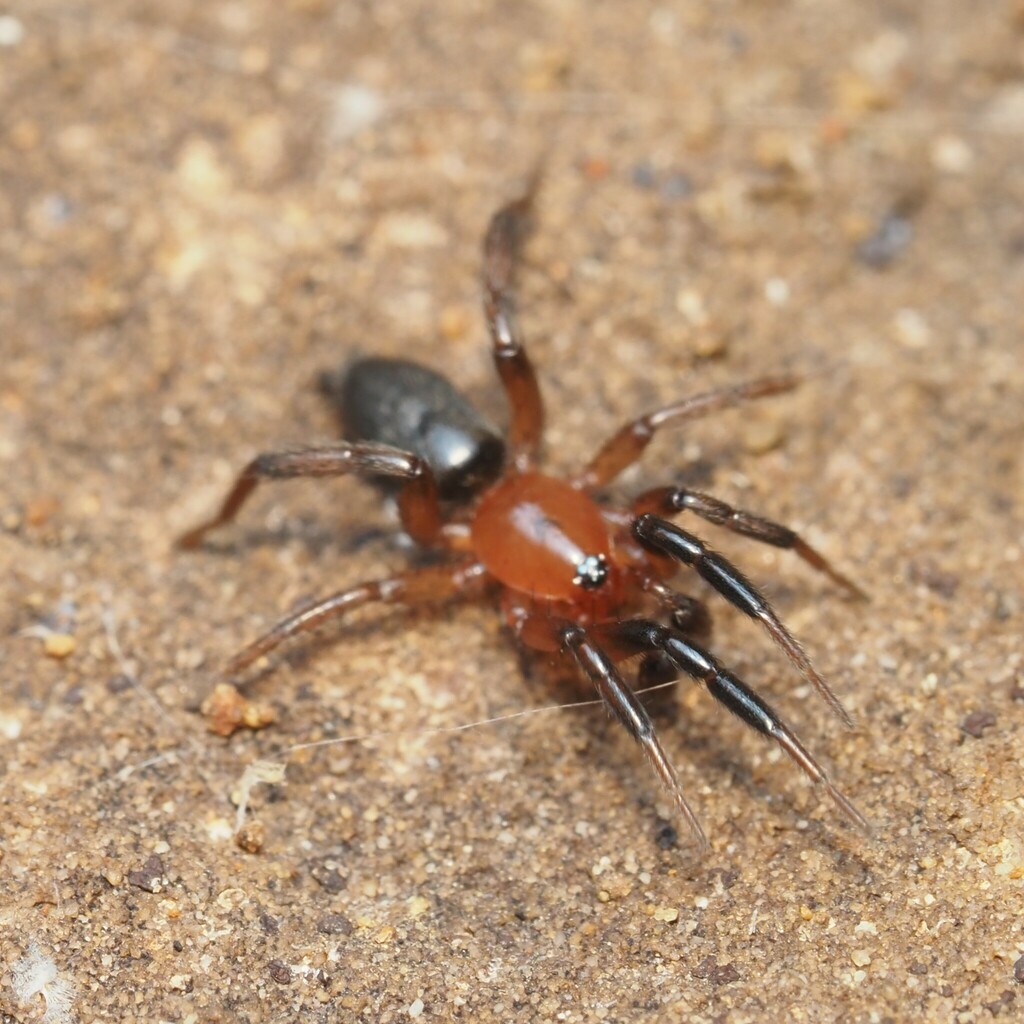 Ground Spiders from Mills County, TX, USA on December 30, 2022 at 01:22 ...