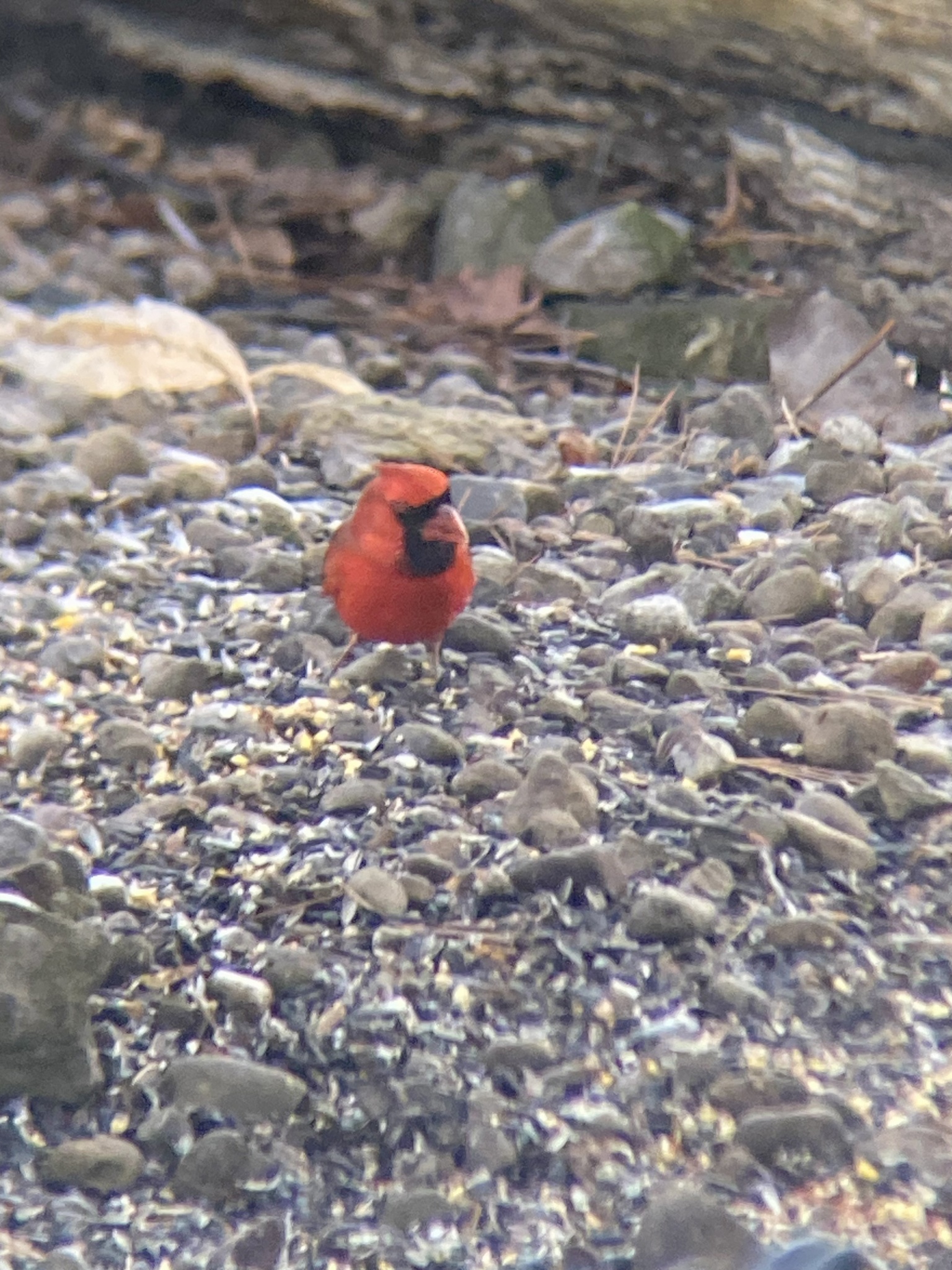 Cardinalis cardinalis (Linnaeus, 1758)