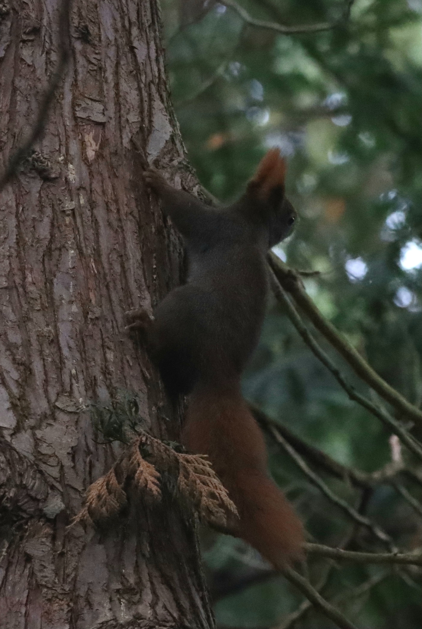Sciurus vulgaris Linnaeus, 1758