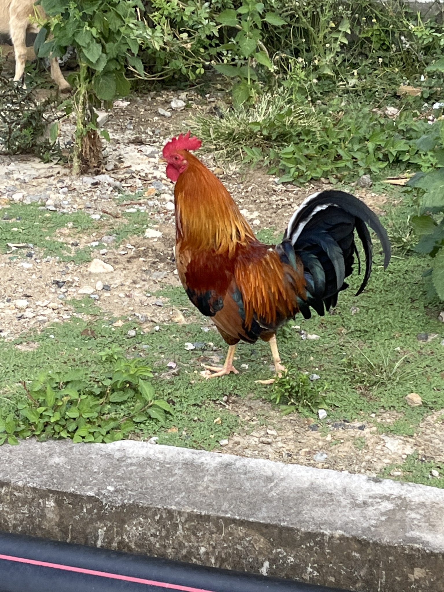 Gallus gallus (Linnaeus, 1758)