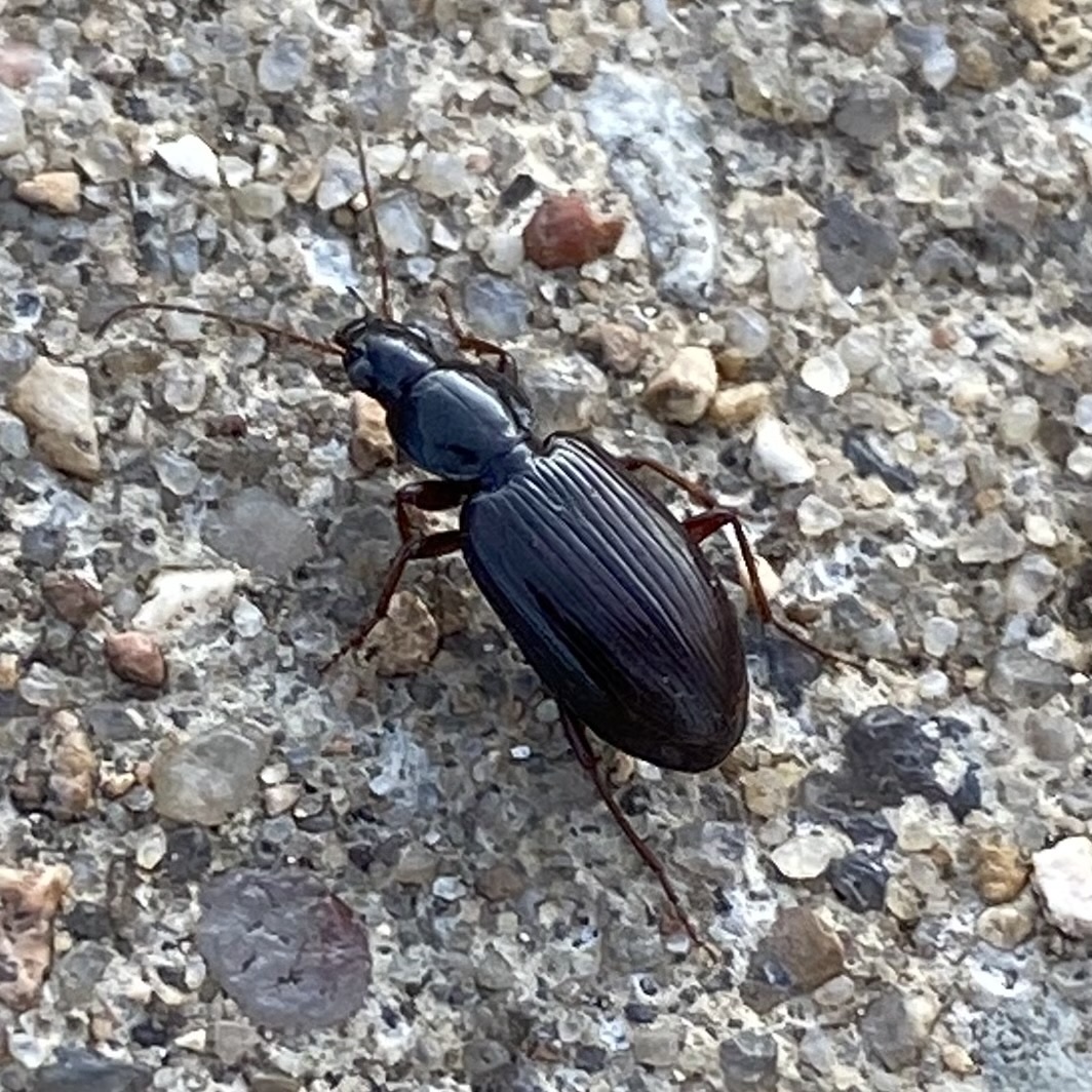 Carabidae
