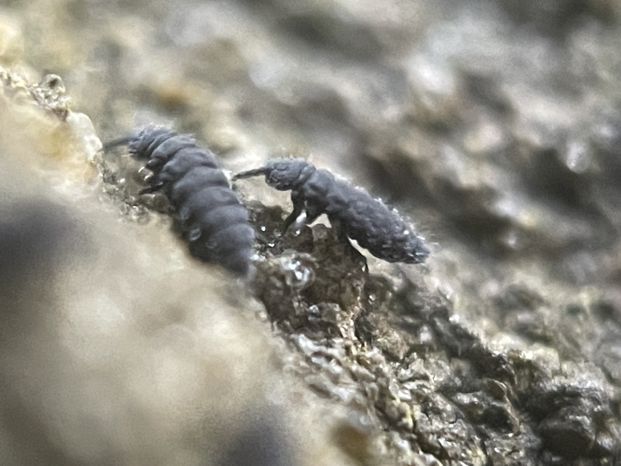 Collembola