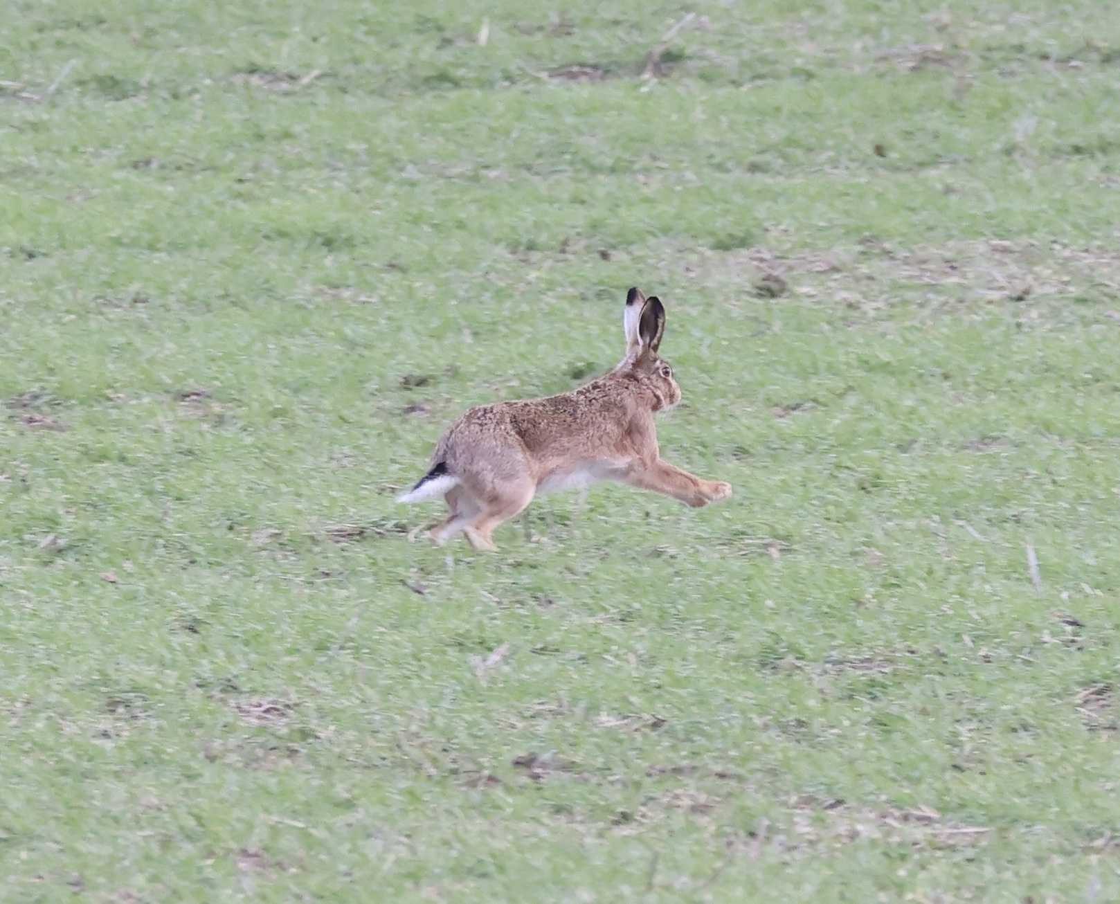 Lepus europaeus Pallas, 1778