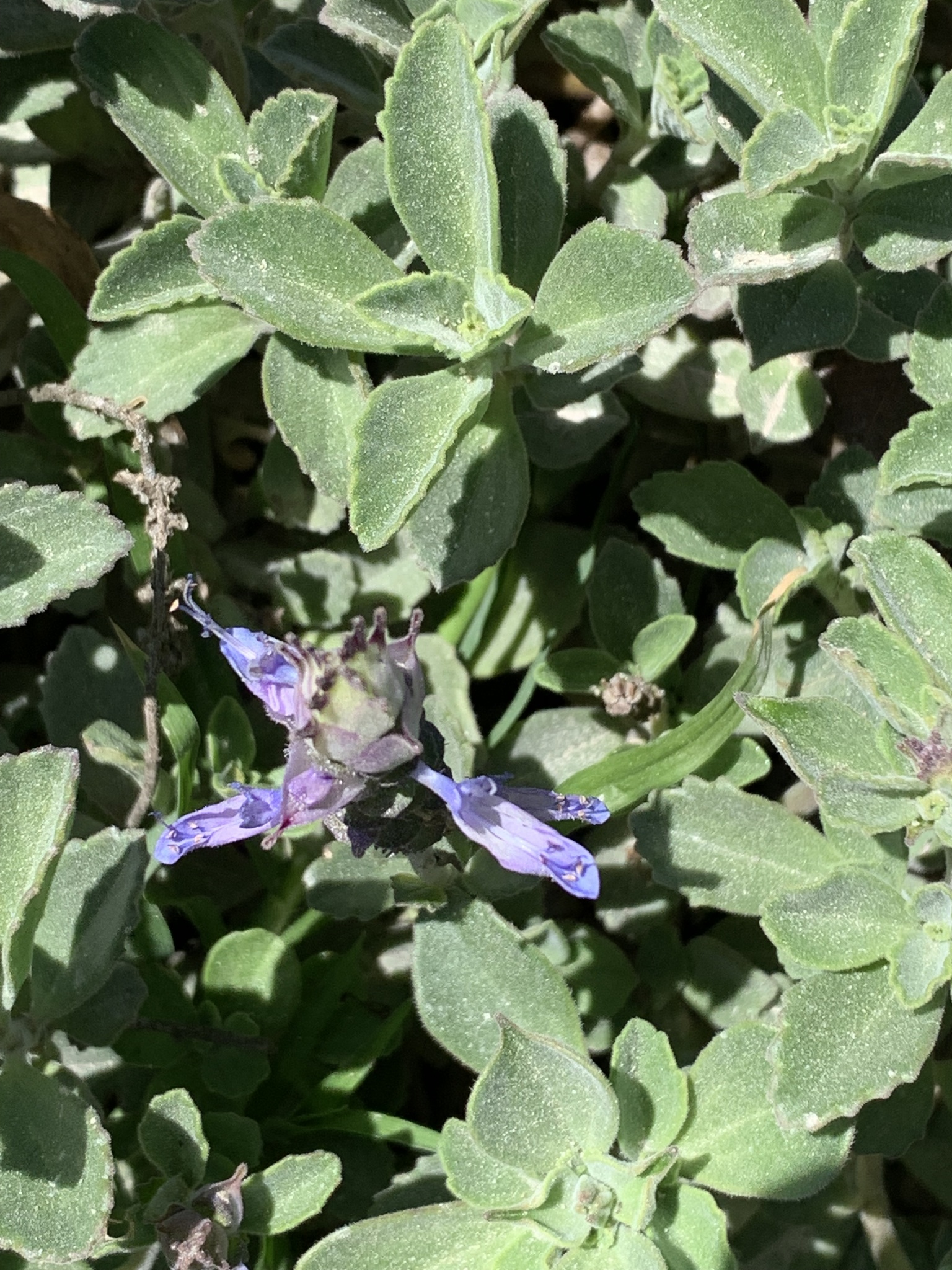 Coleus neochilus (Schltr.) Codd