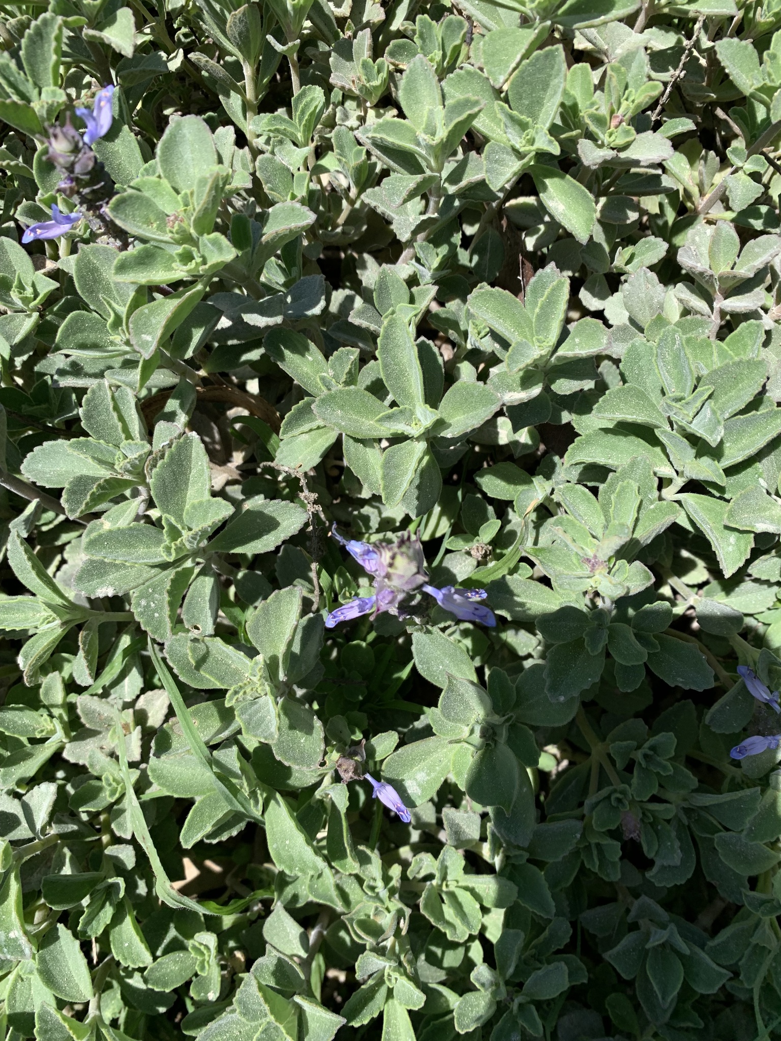 Coleus neochilus (Schltr.) Codd