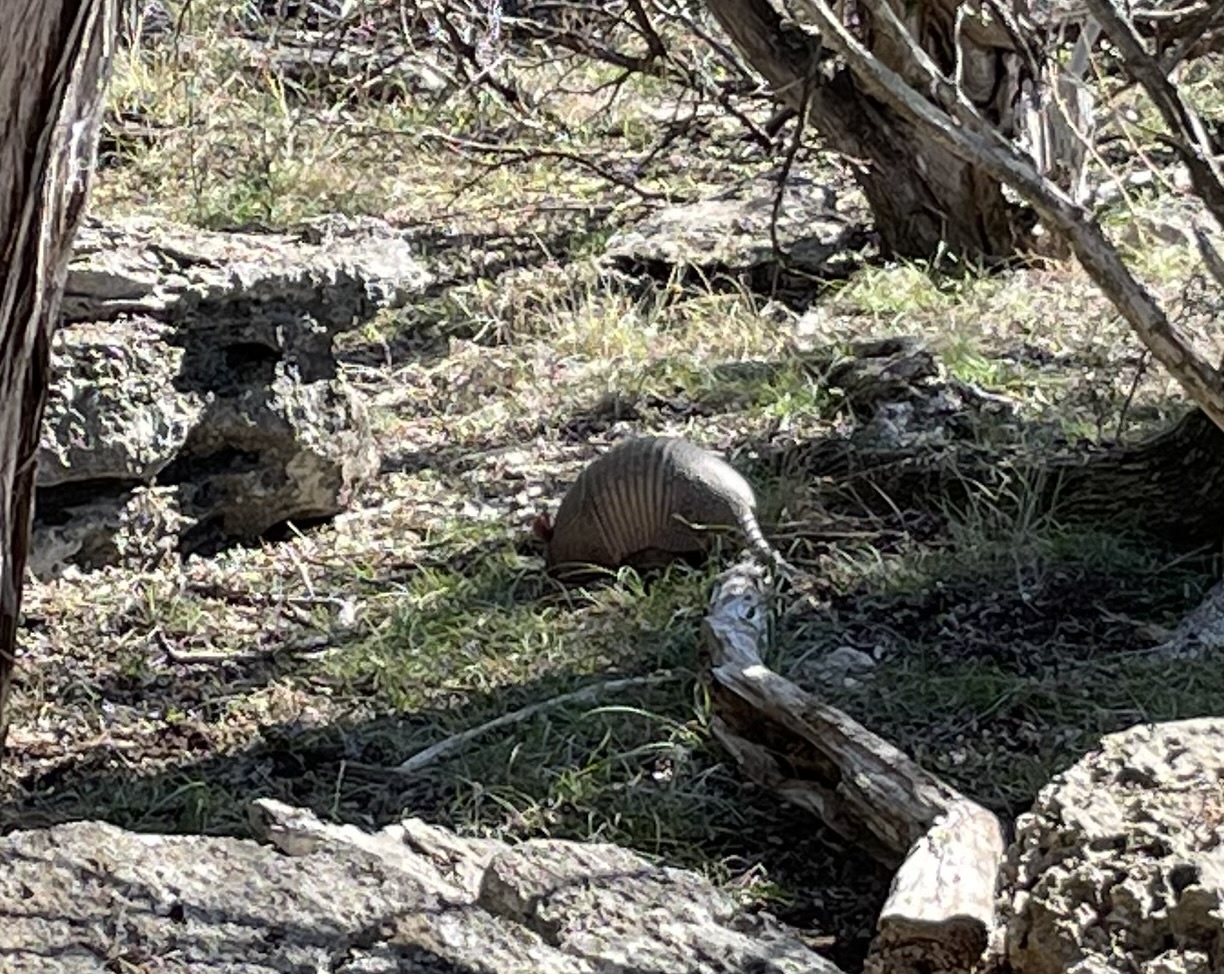 Dasypus novemcinctus Linnaeus, 1758