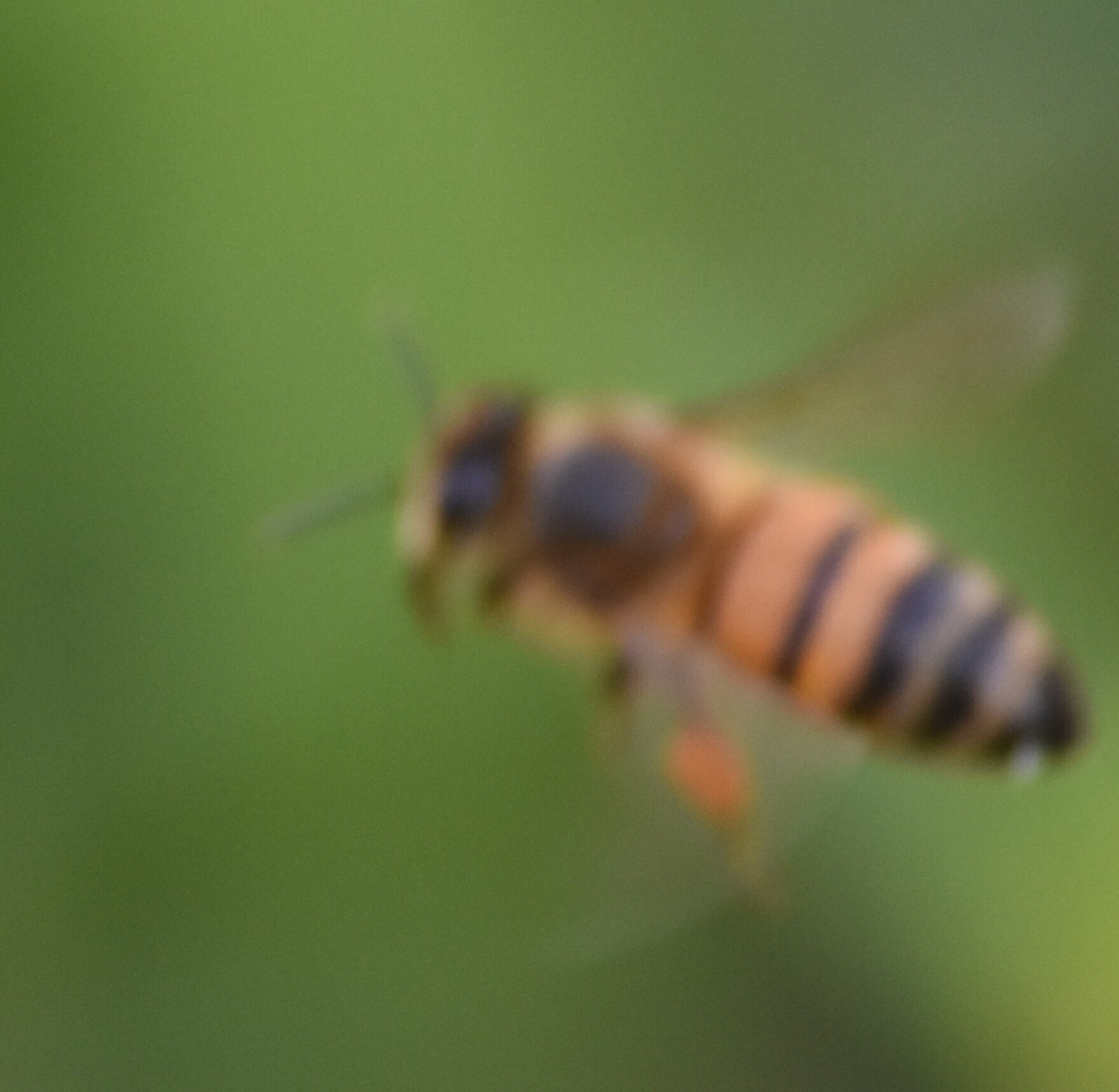 Apis mellifera Linnaeus, 1758