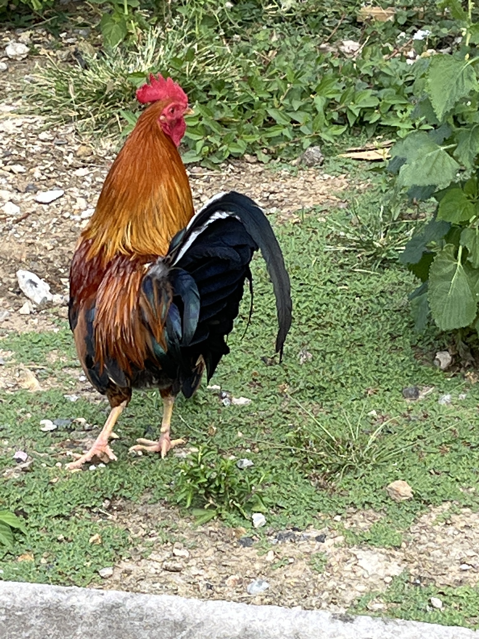 Gallus gallus (Linnaeus, 1758)