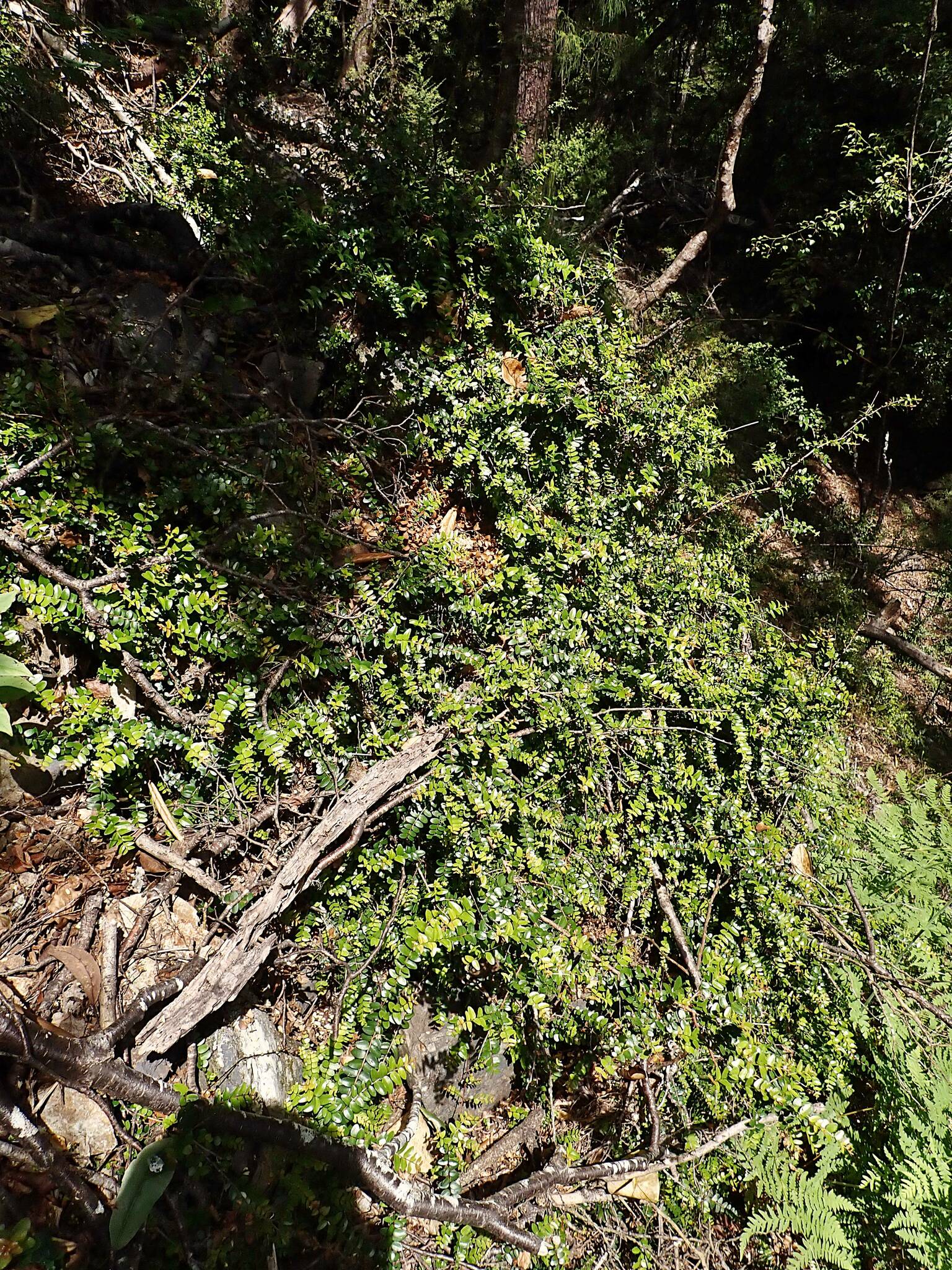 Metrosideros diffusa (G.Forst.) Sm.