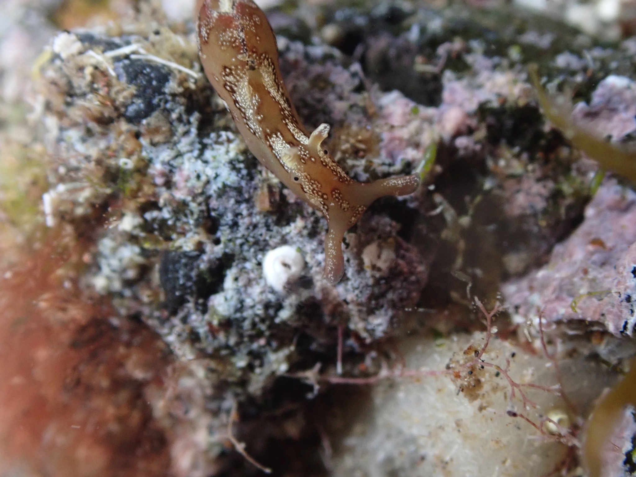 Aplysia punctata (Cuvier, 1803)