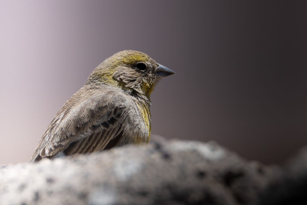Bright-rumped Yellow-Finch from Tamarugal, Tarapacá, Chile on November ...