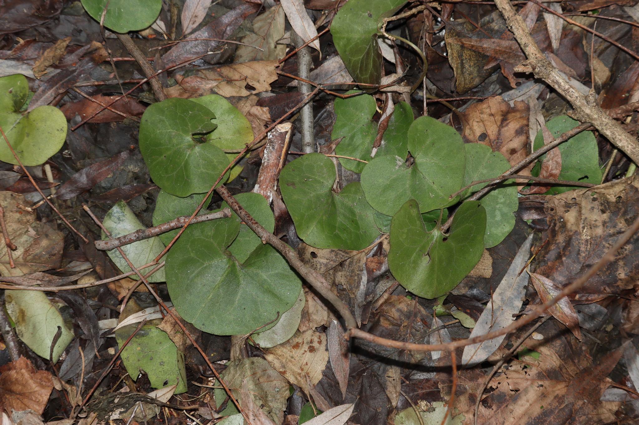 Piperales