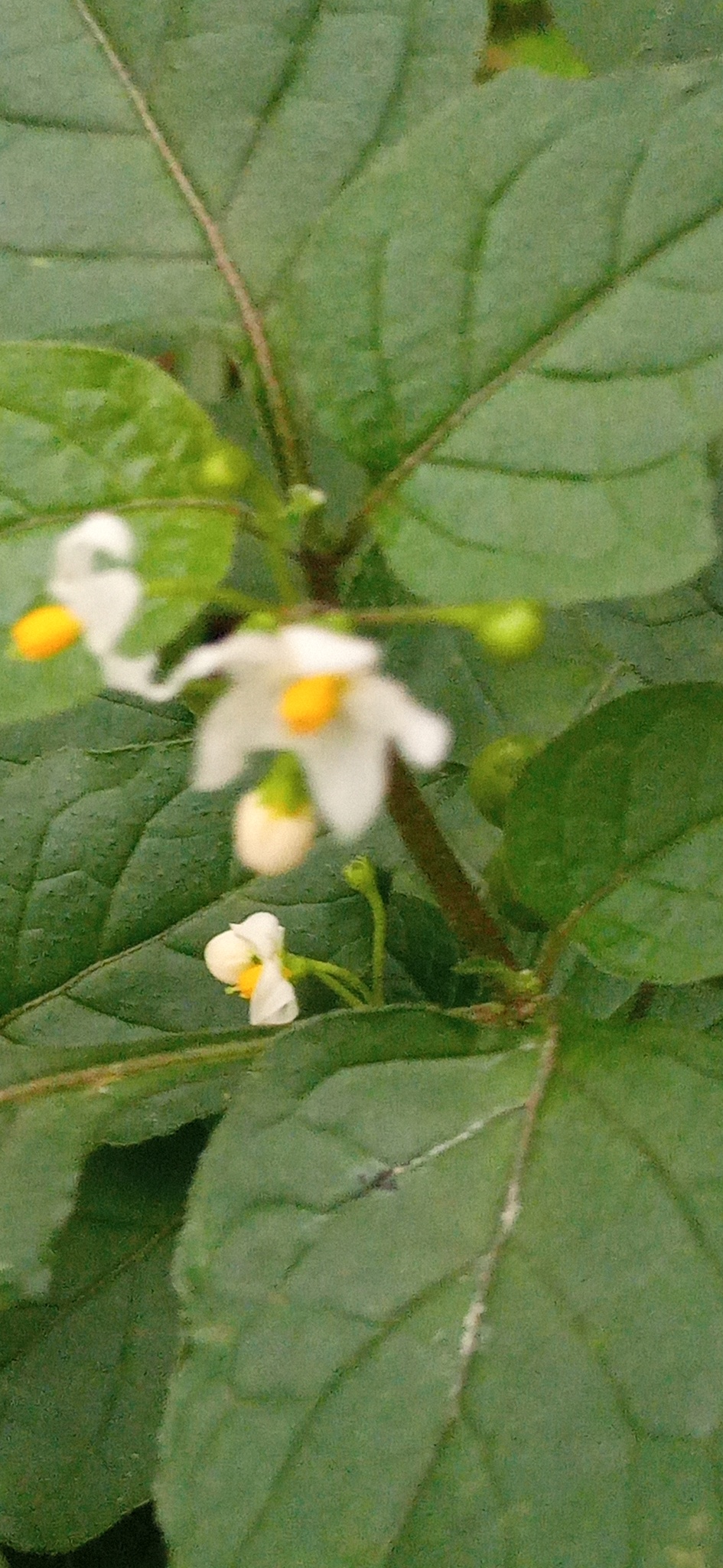 Solanum nigrum L.