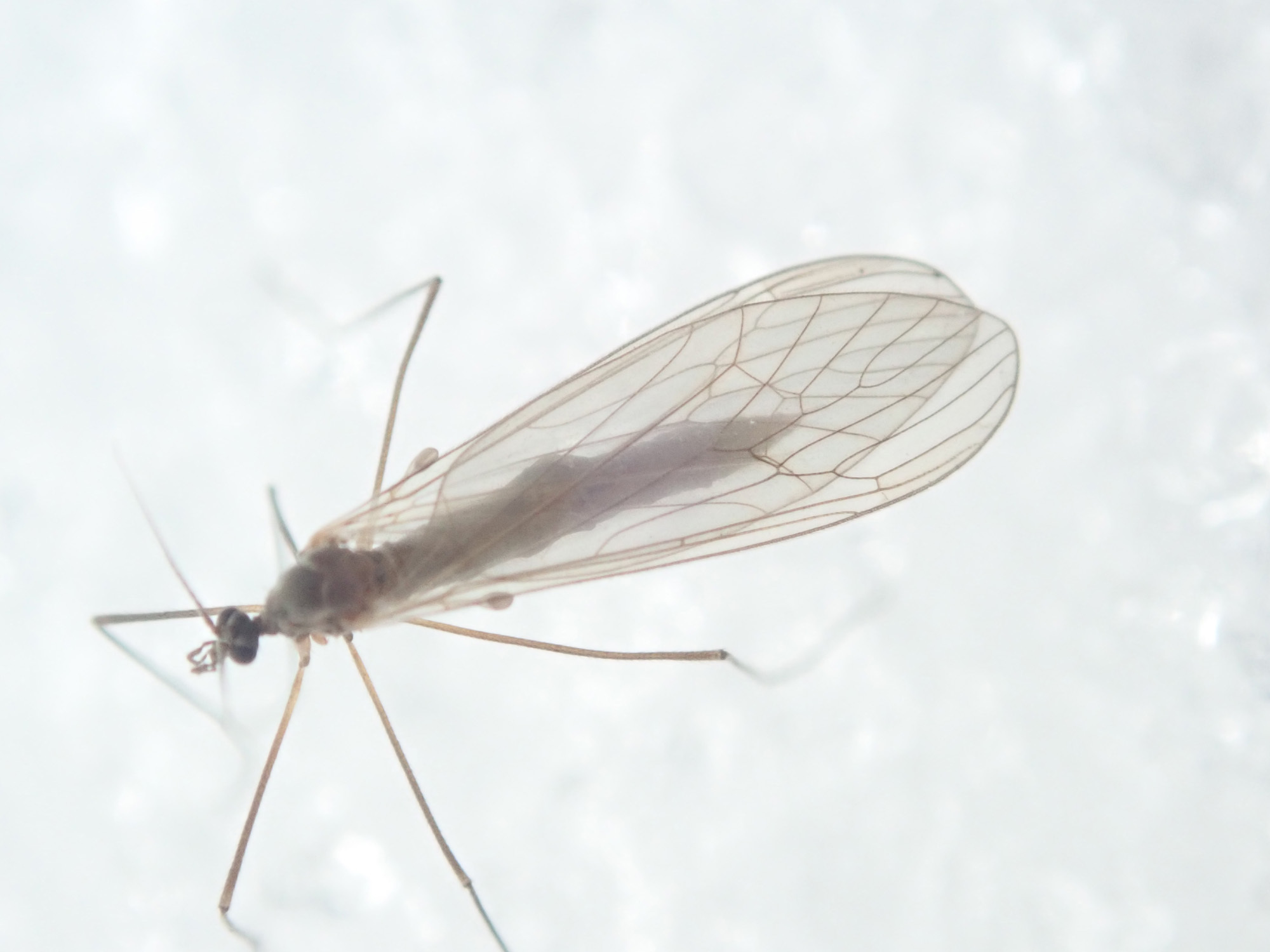 Trichoceridae