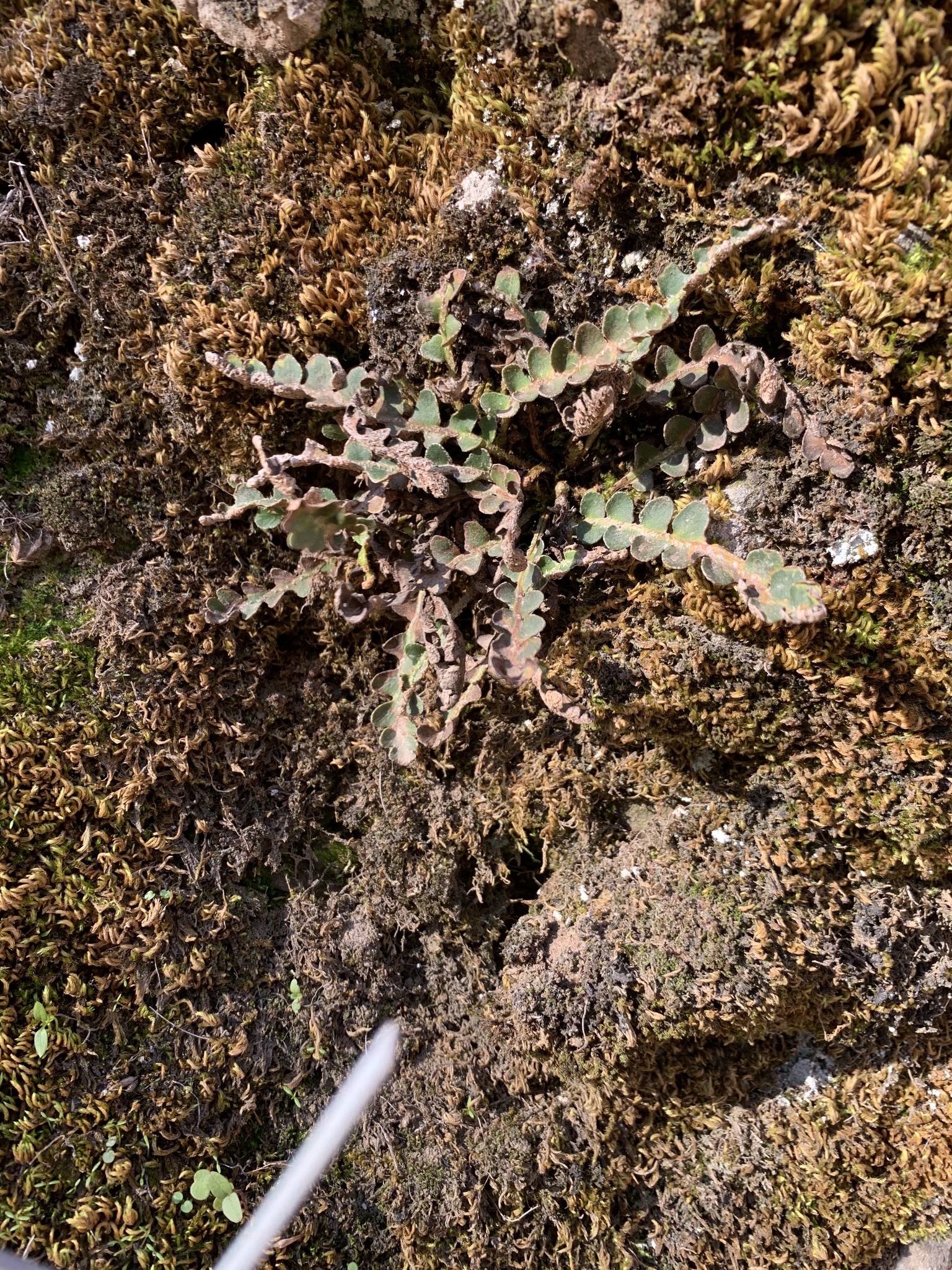 Asplenium L.