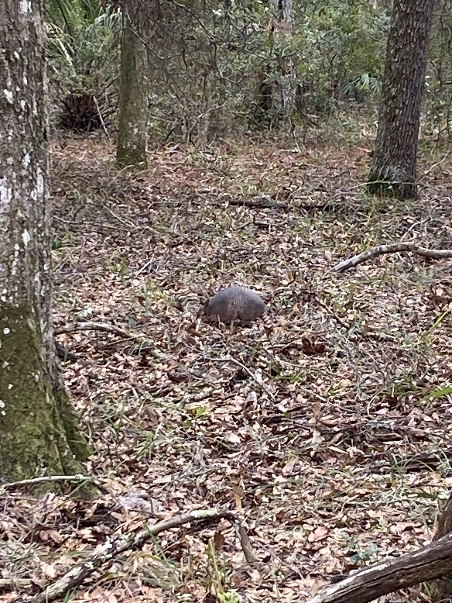 Dasypus novemcinctus Linnaeus, 1758