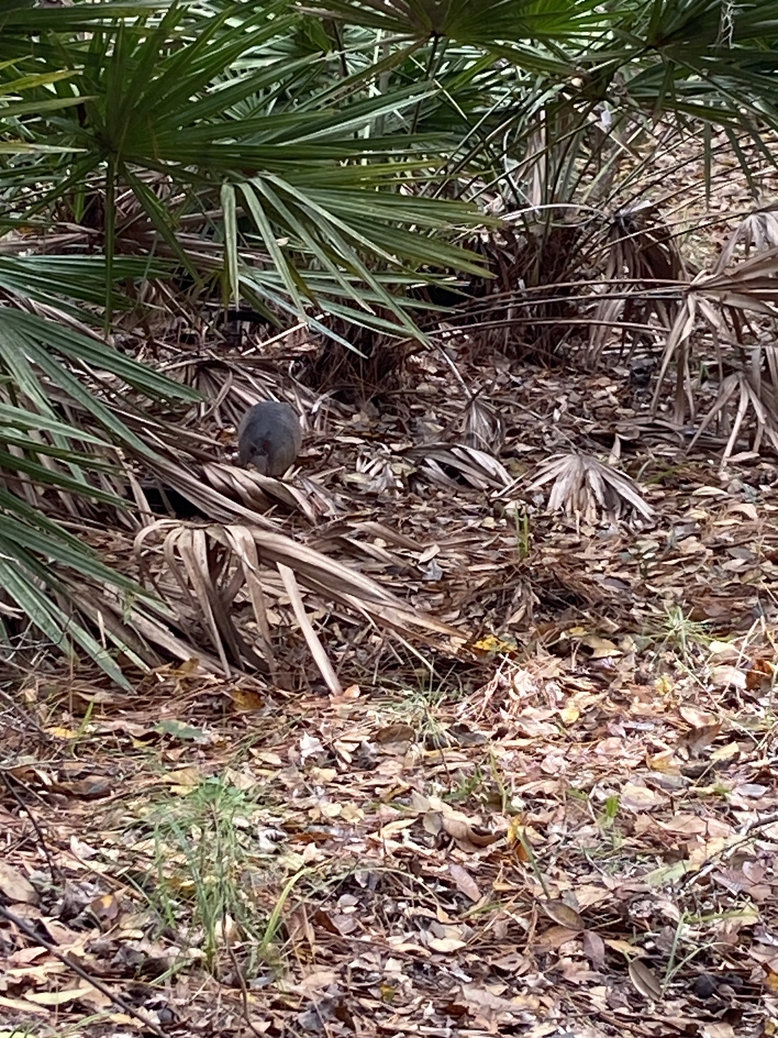 Dasypus novemcinctus Linnaeus, 1758