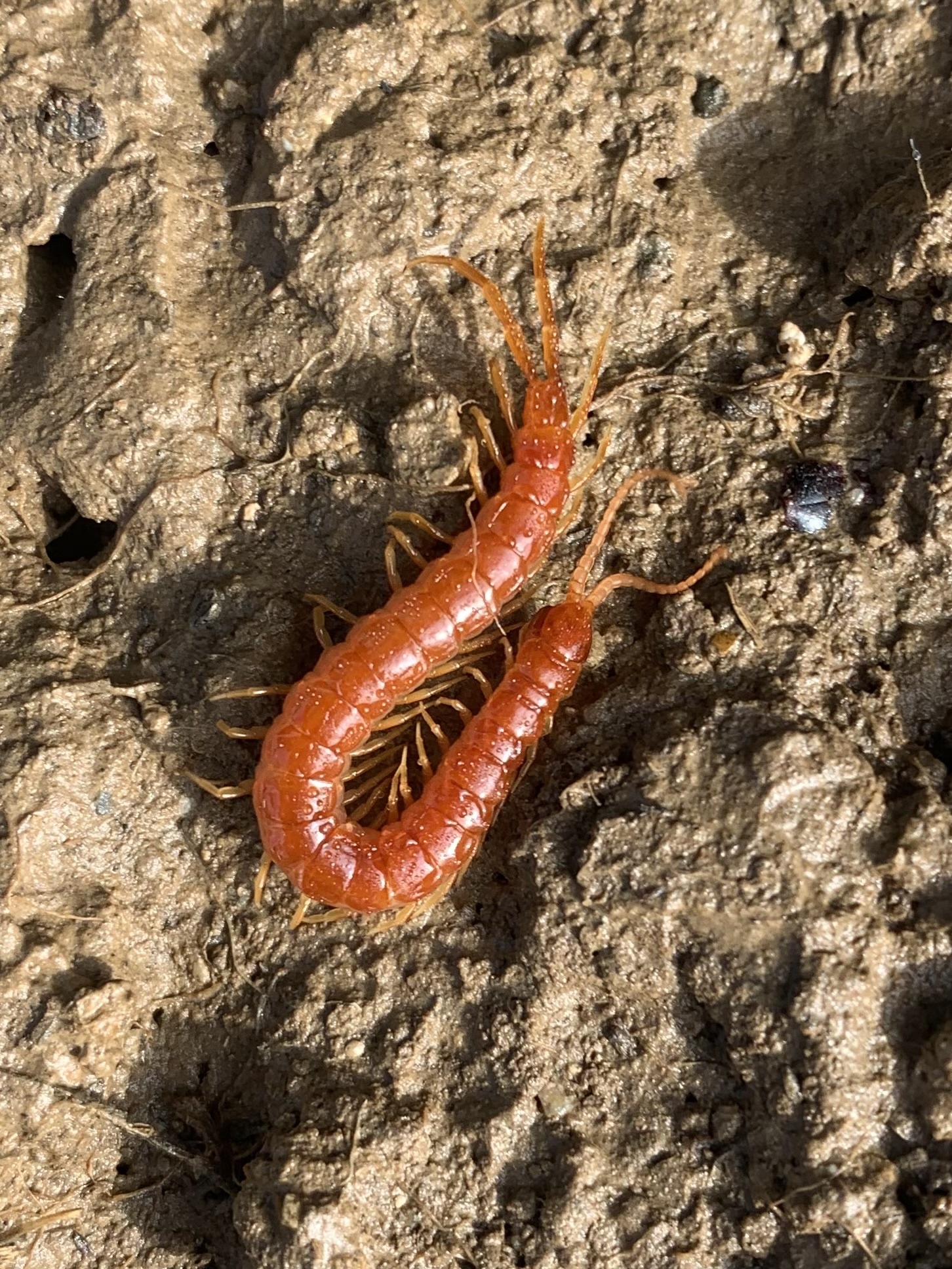 Scolopocryptopidae