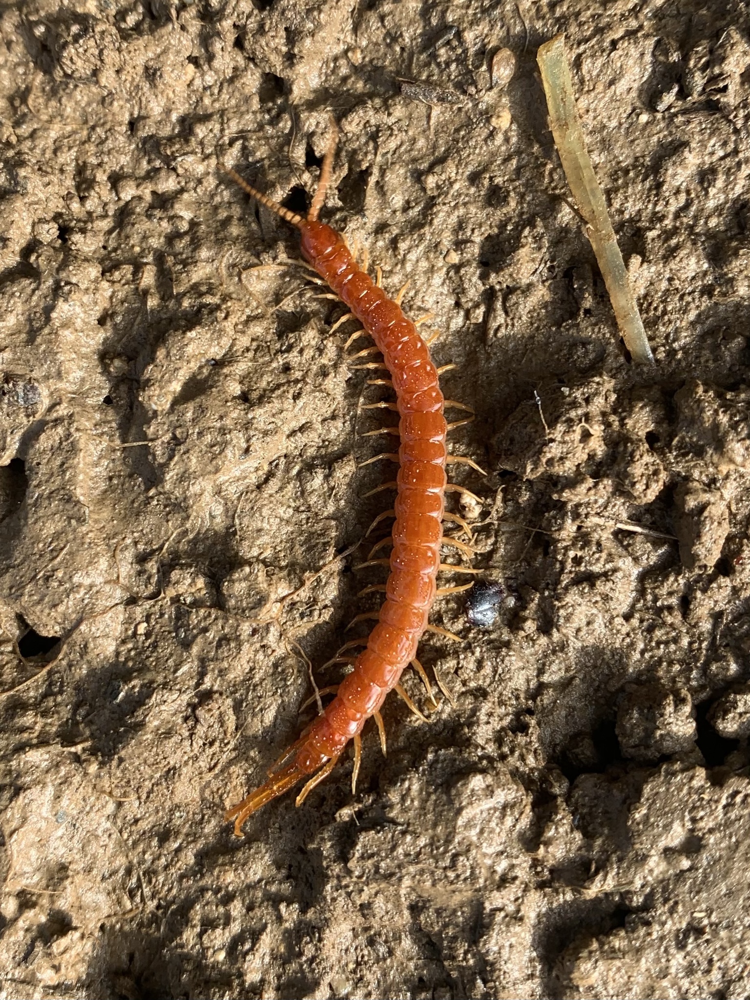 Scolopocryptopidae