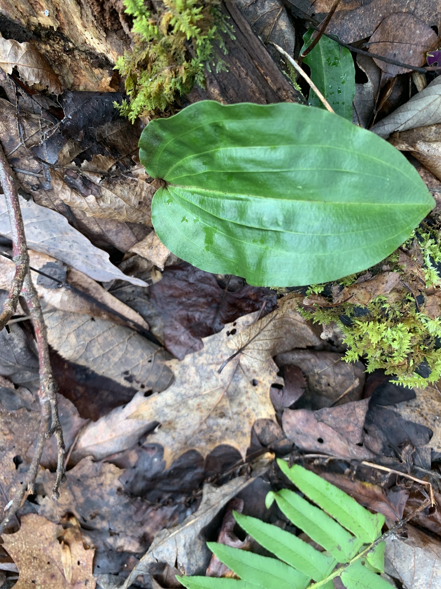 Tipularia discolor (Pursh) Nutt.