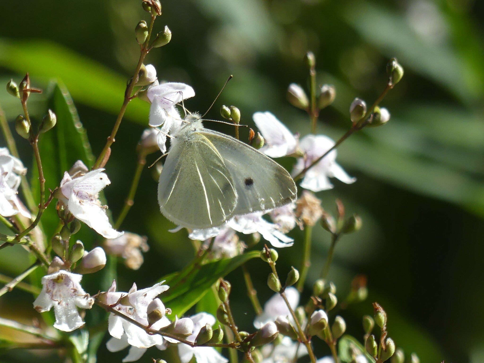 Pieris rapae (Linnaeus, 1758)