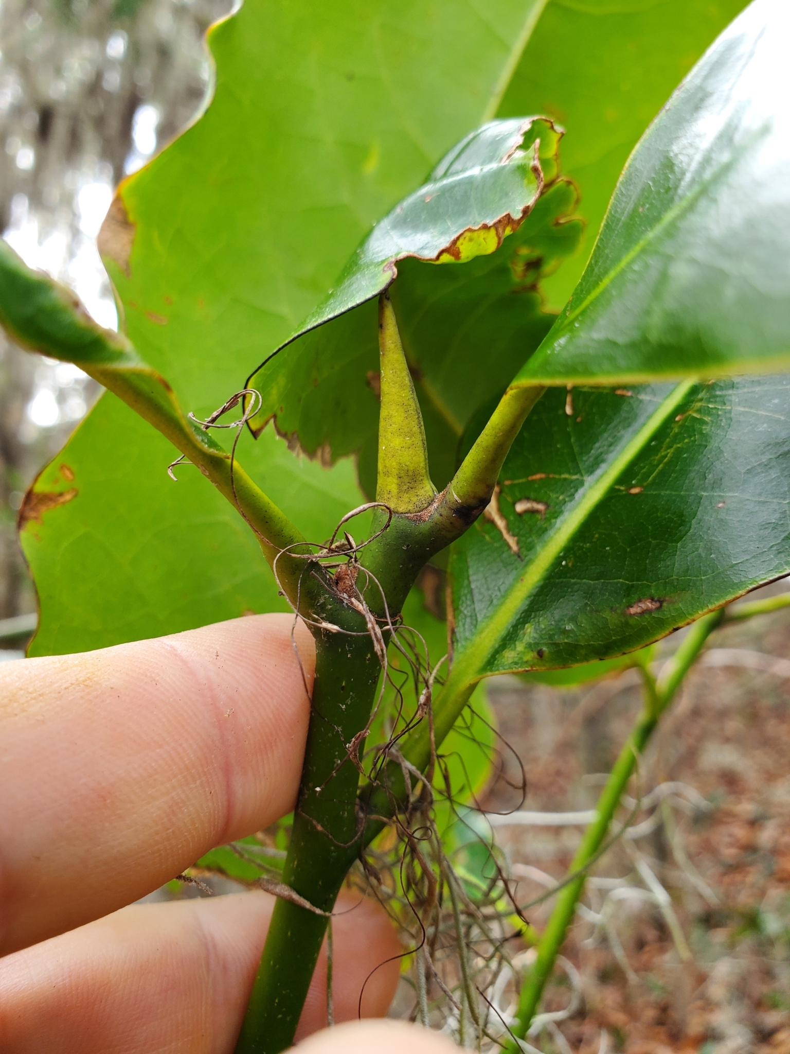 Magnolia Plum. ex L.