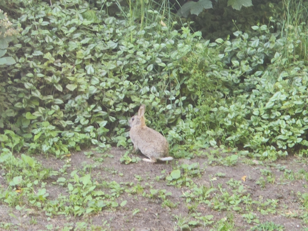 European Rabbit from Arrowtown, New Zealand on January 02, 2023 at 09: ...