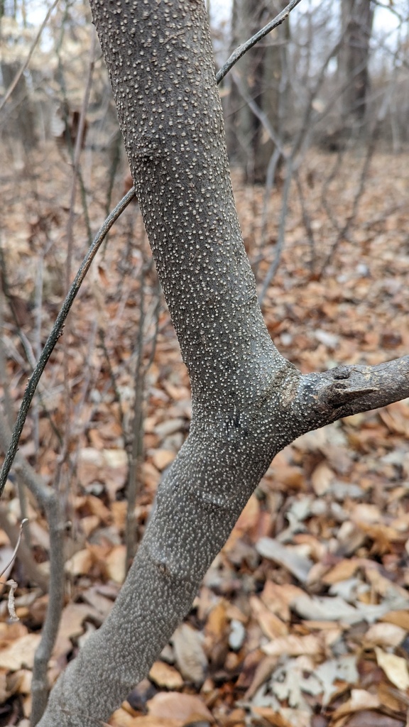 northern spicebush (Lindera benzoin) - Botanical Realm