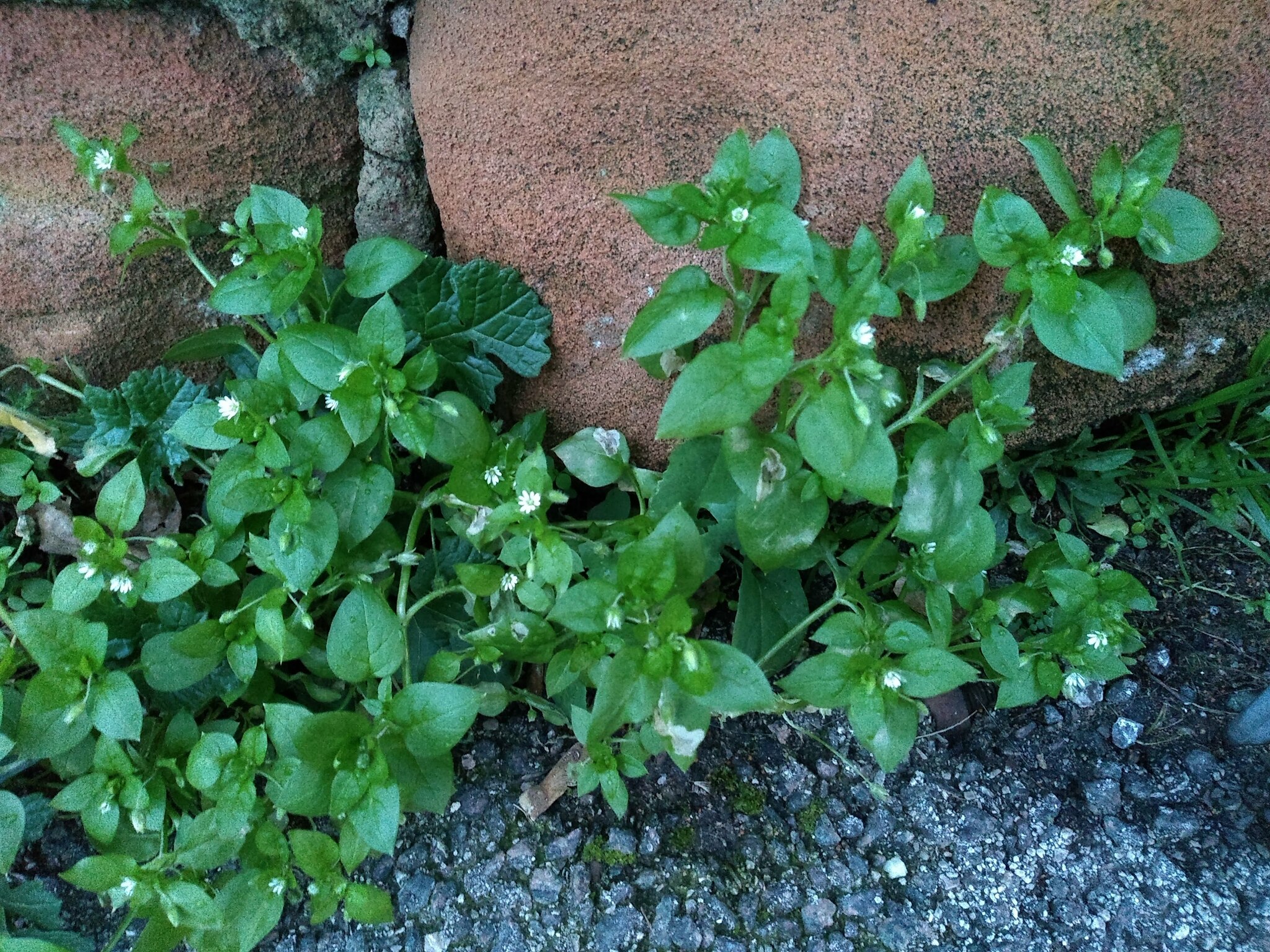 Stellaria L.