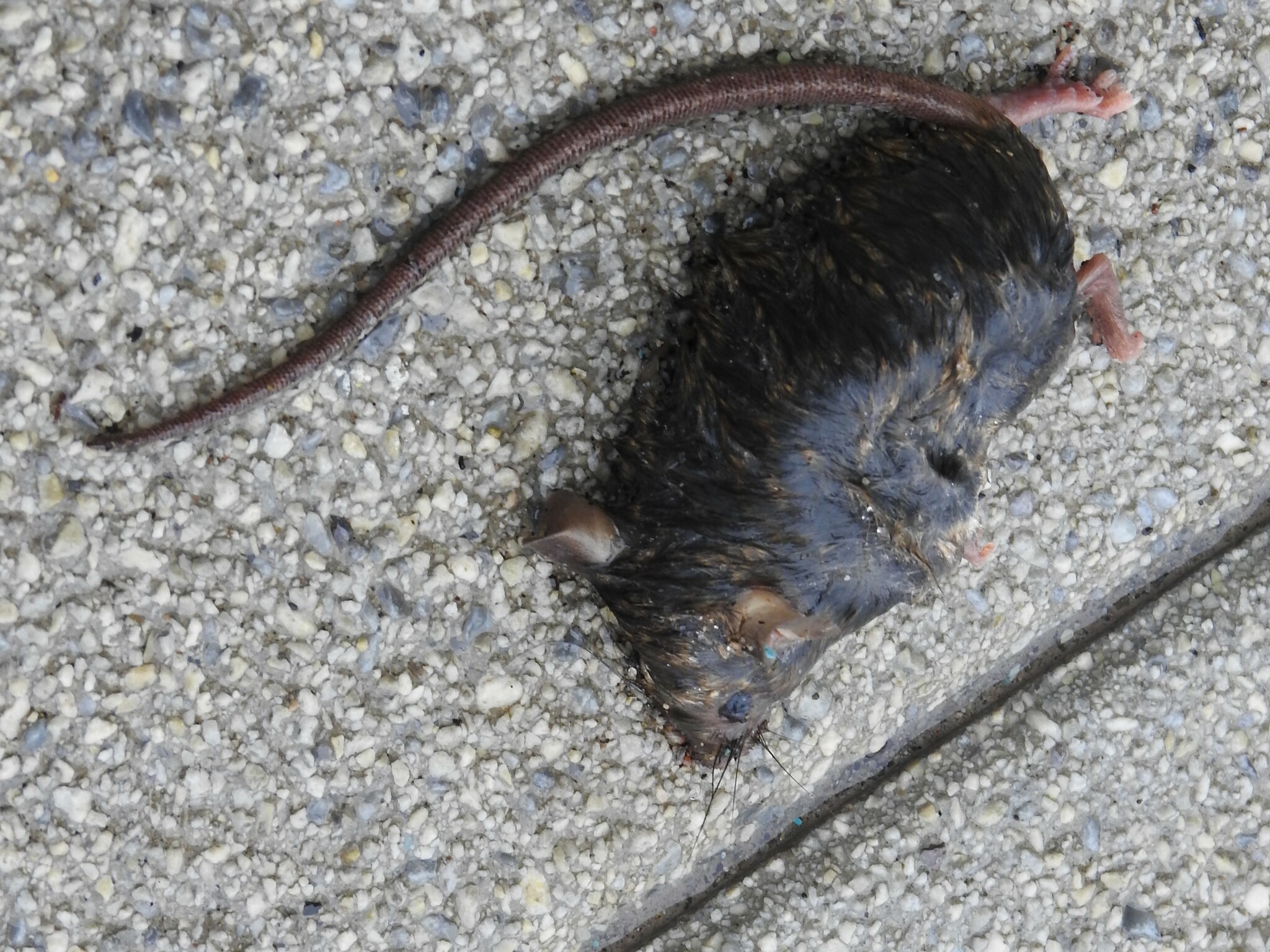 Mus musculus Linnaeus, 1758