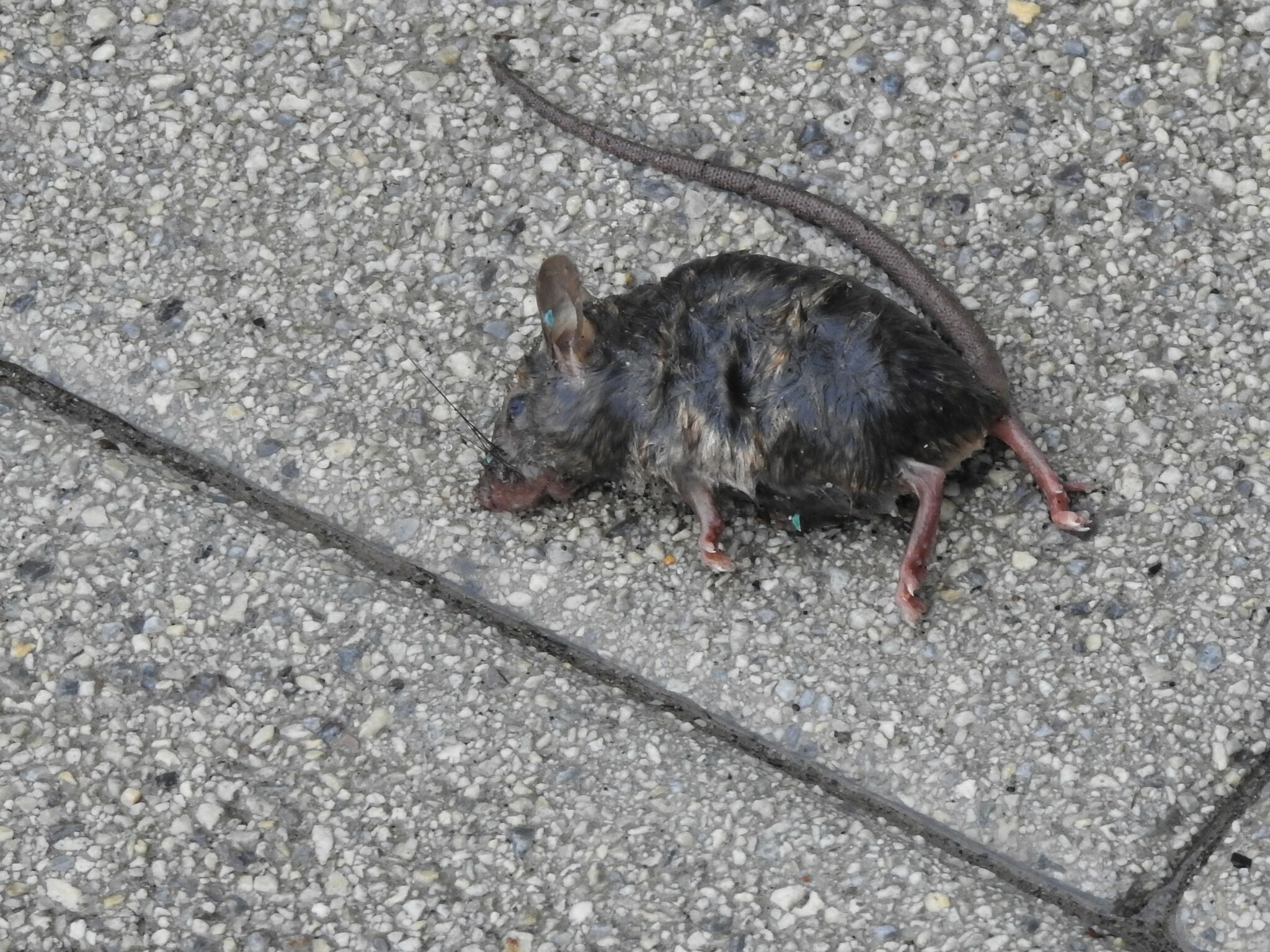 Mus musculus Linnaeus, 1758