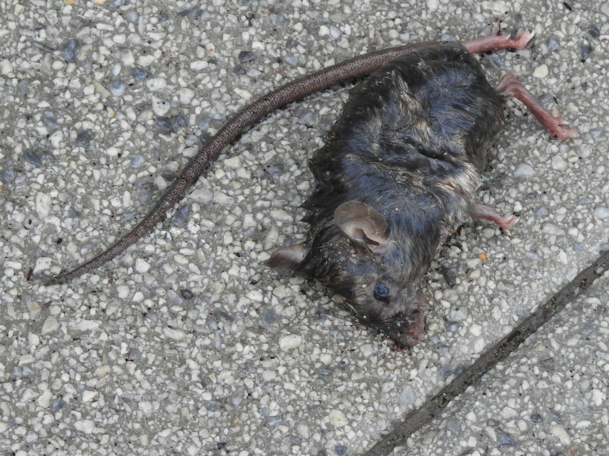 Mus musculus Linnaeus, 1758