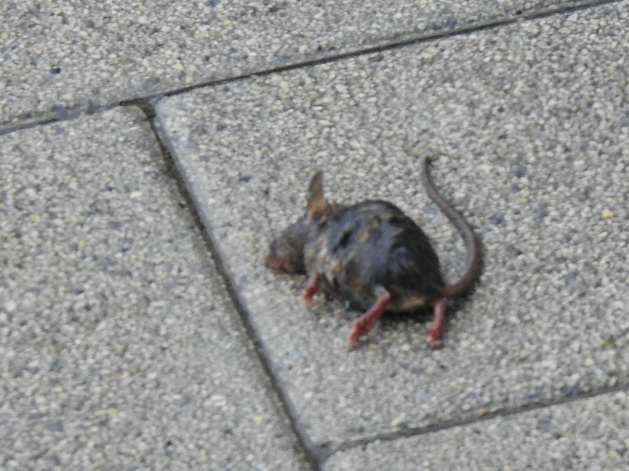 Mus musculus Linnaeus, 1758