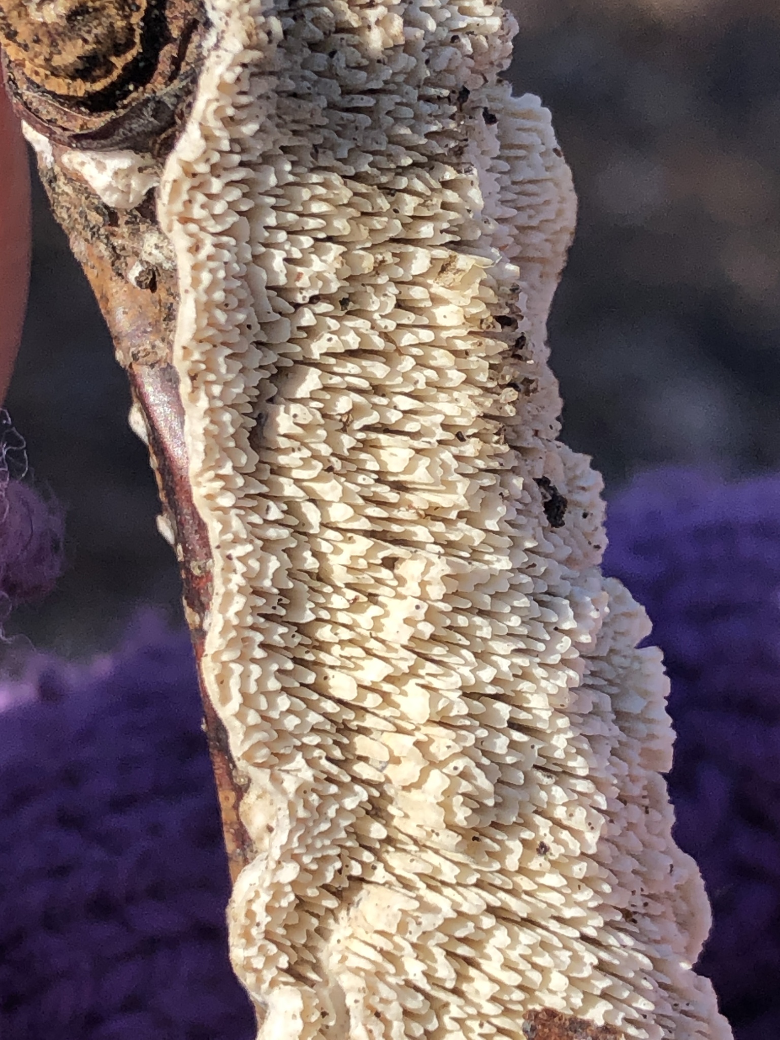 Irpex lacteus (Fr.) Fr.