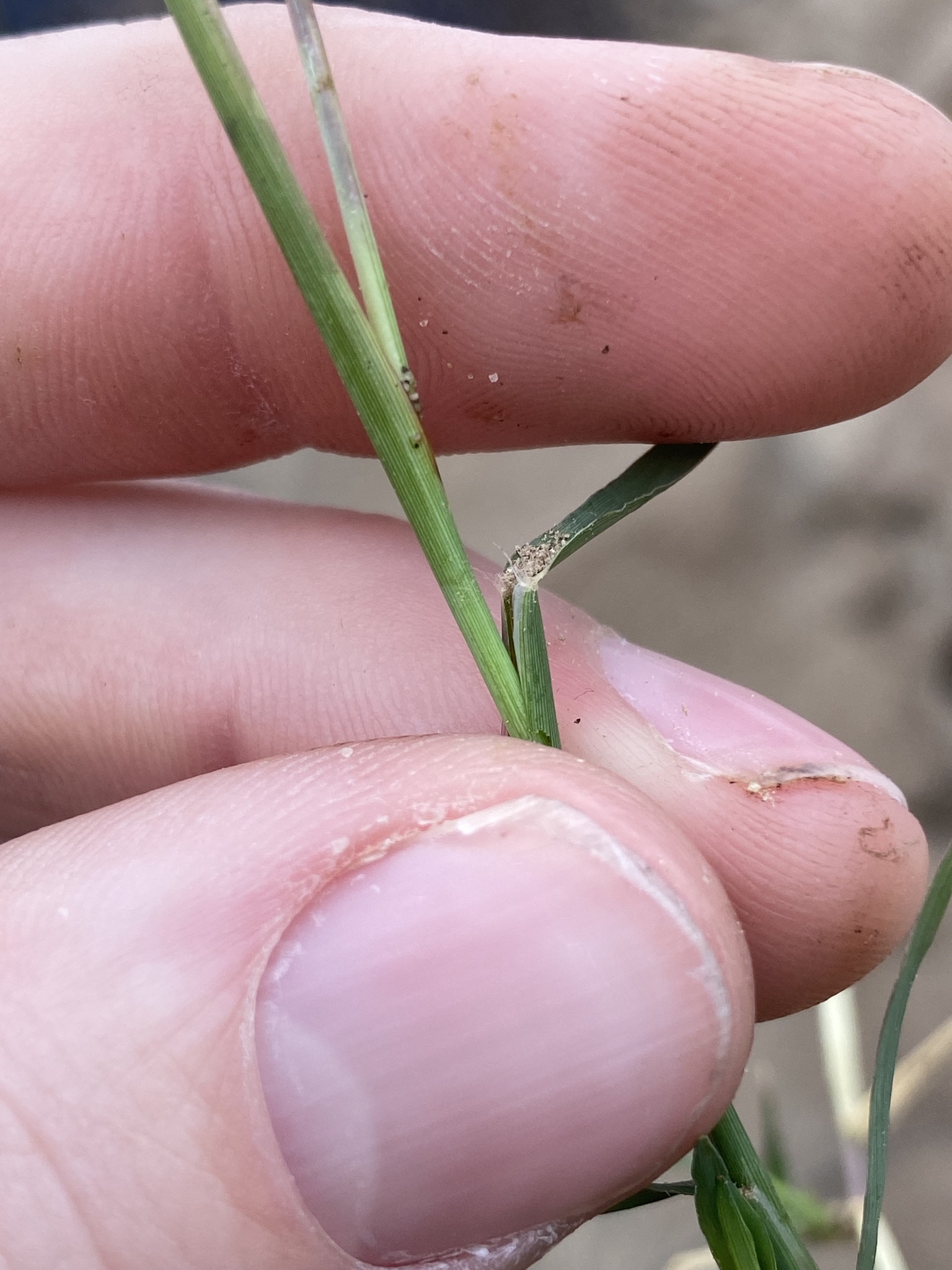 Cynodon dactylon (L.) Pers.